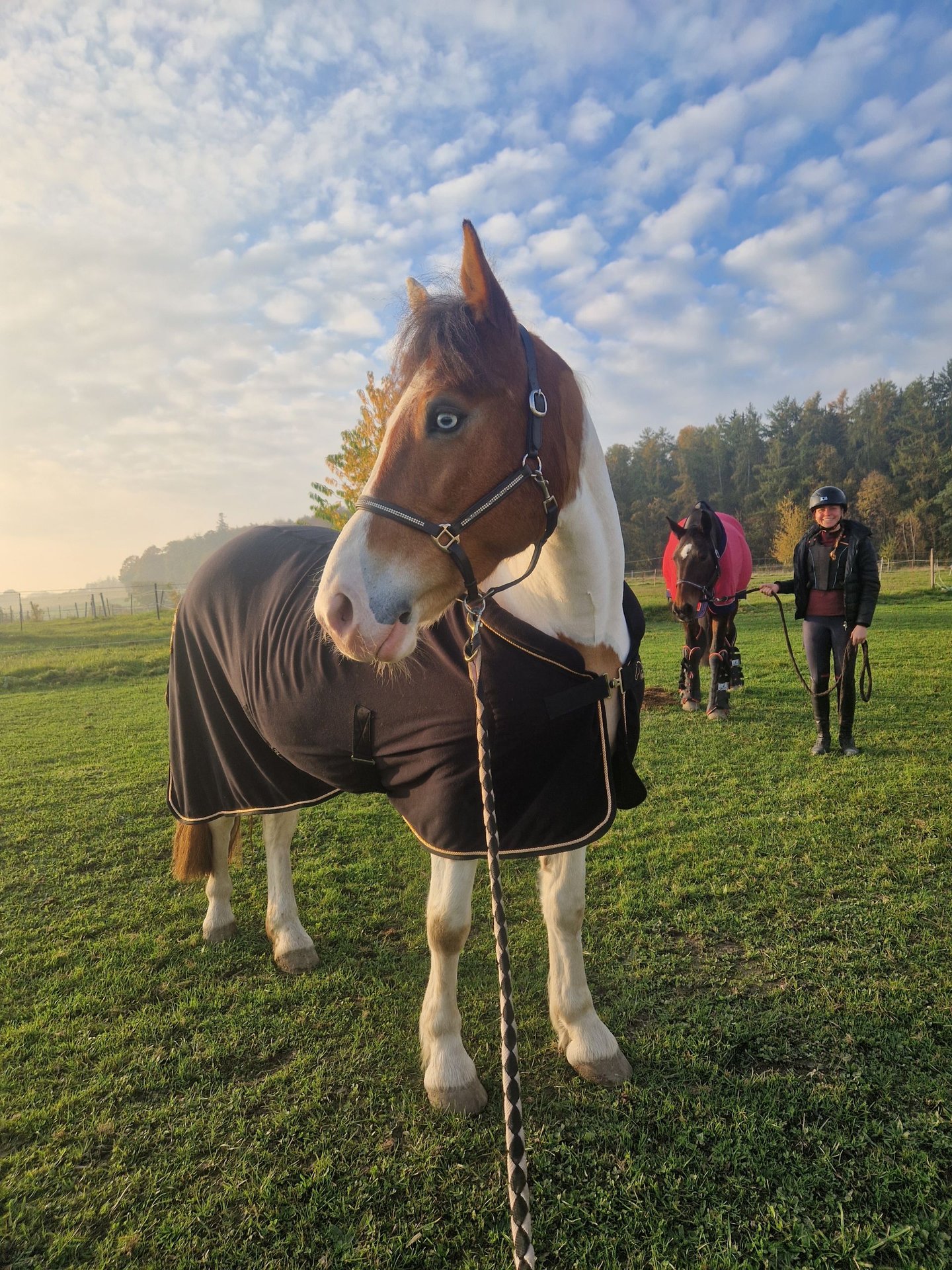 Weitere Warmblüter Mix Stute 6 Jahre 150 cm Schecke in Aichach