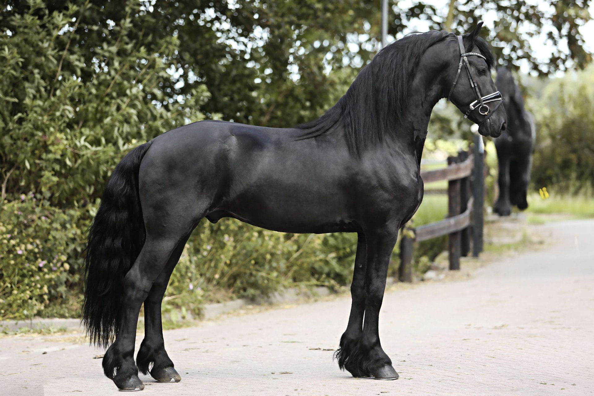 Friesian horses Stallion 4 years 16 hh Black in Britswert
