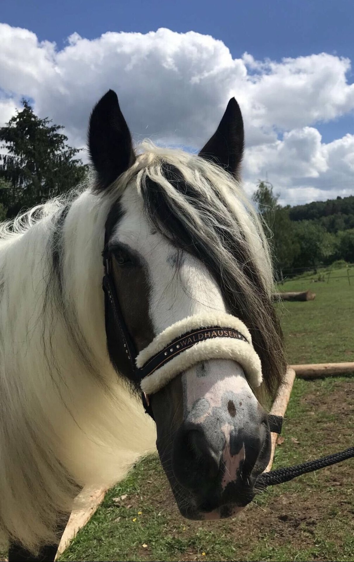 Tinker Merrie 12 Jaar 146 cm Gevlekt-paard in Wachtberg