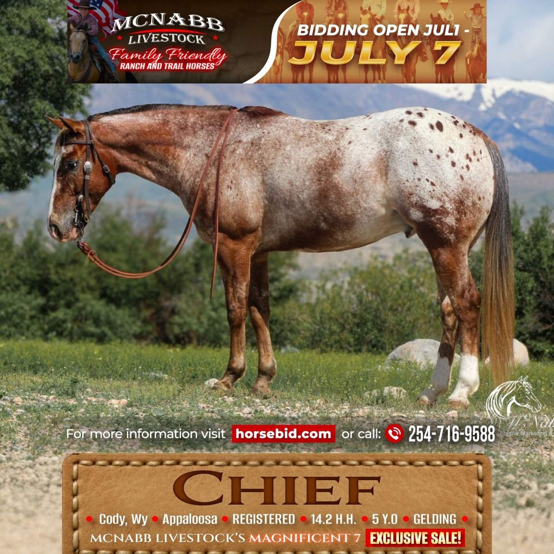 Appaloosa Wallach 5 Jahre Dunkelfuchs in Cody