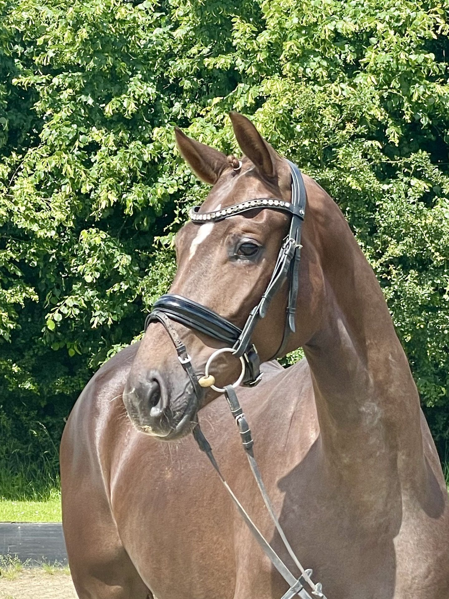 Hanoverian Mare 3 years 16 hh Chestnut in Rees