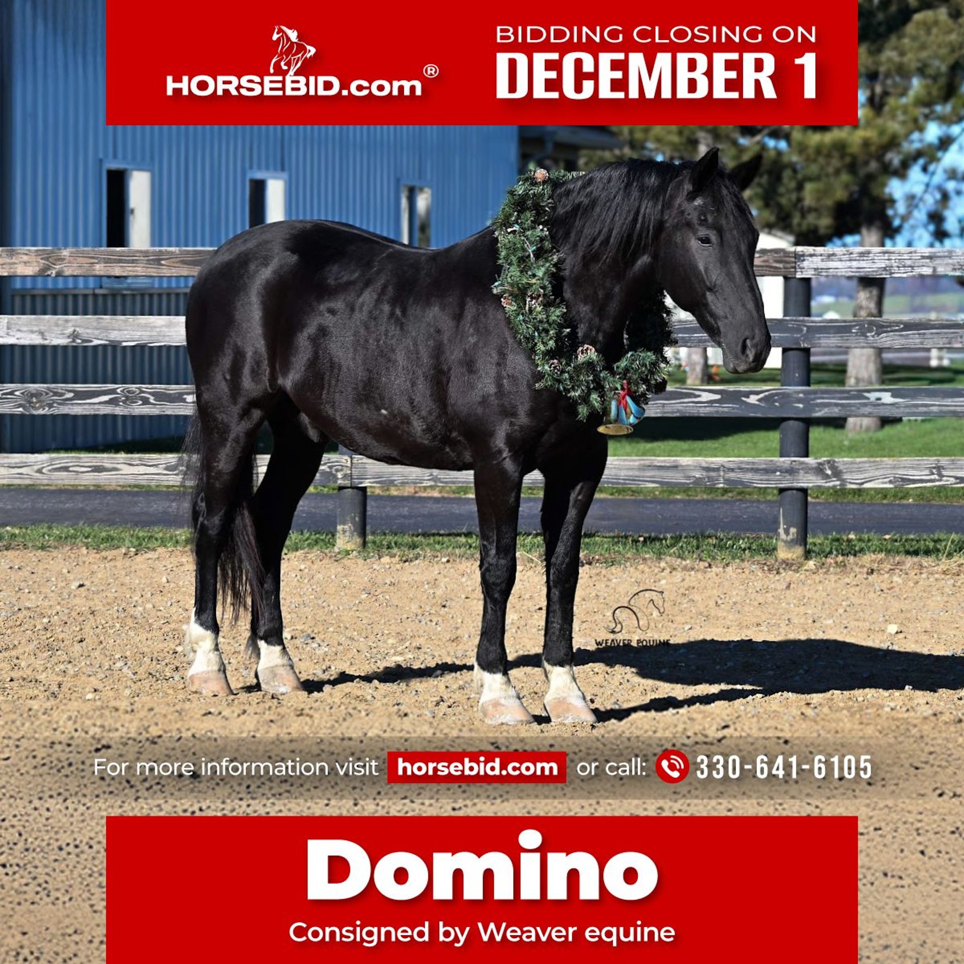 Draft Horse Mix Gelding 10 years 16 hh Black in Fredericksburg
