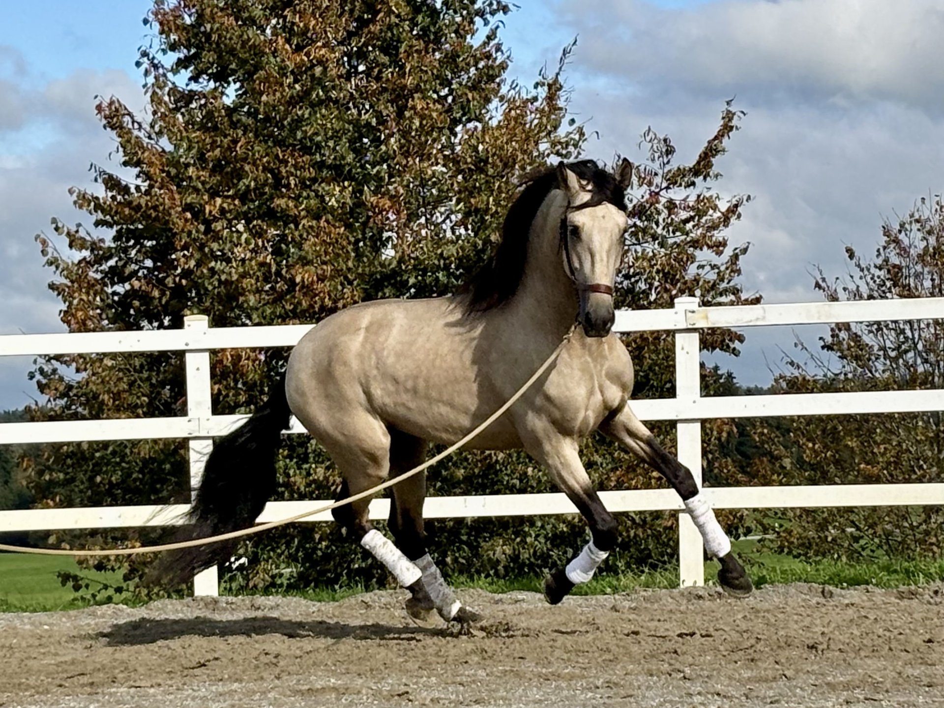 PRE Mix Hengst 4 Jahre 167 cm Falbe in Sigmarszell