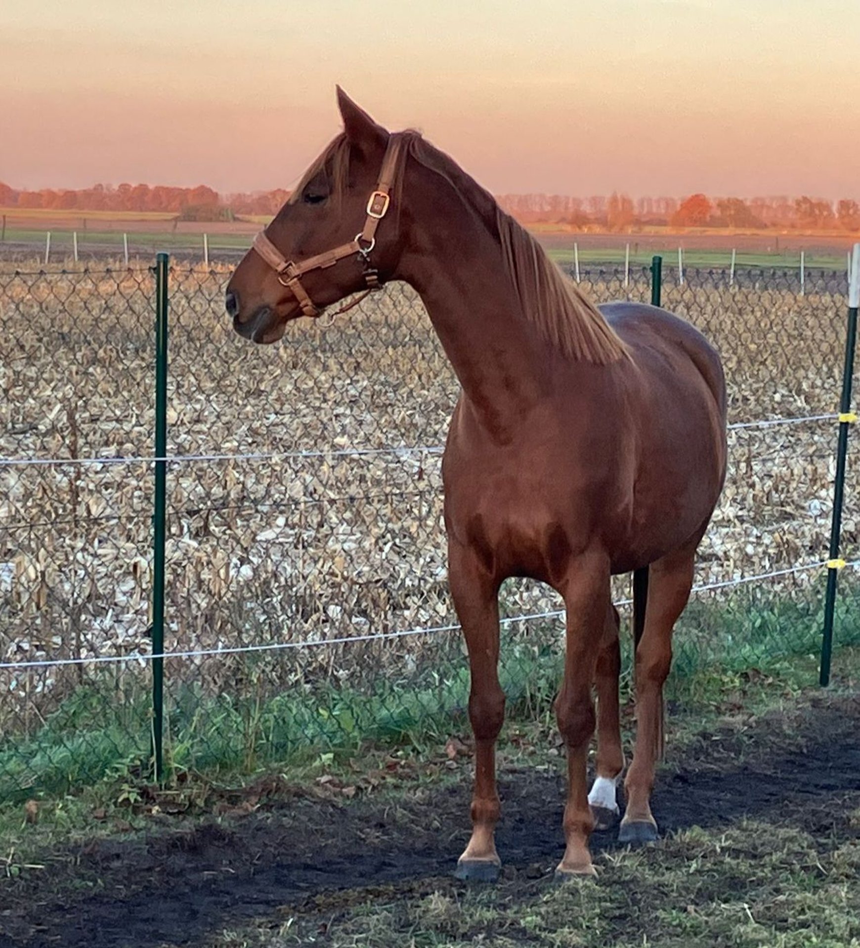 Anglo-Arabo Mix Stute 5 Jahre 163 cm Fuchs in Friesack