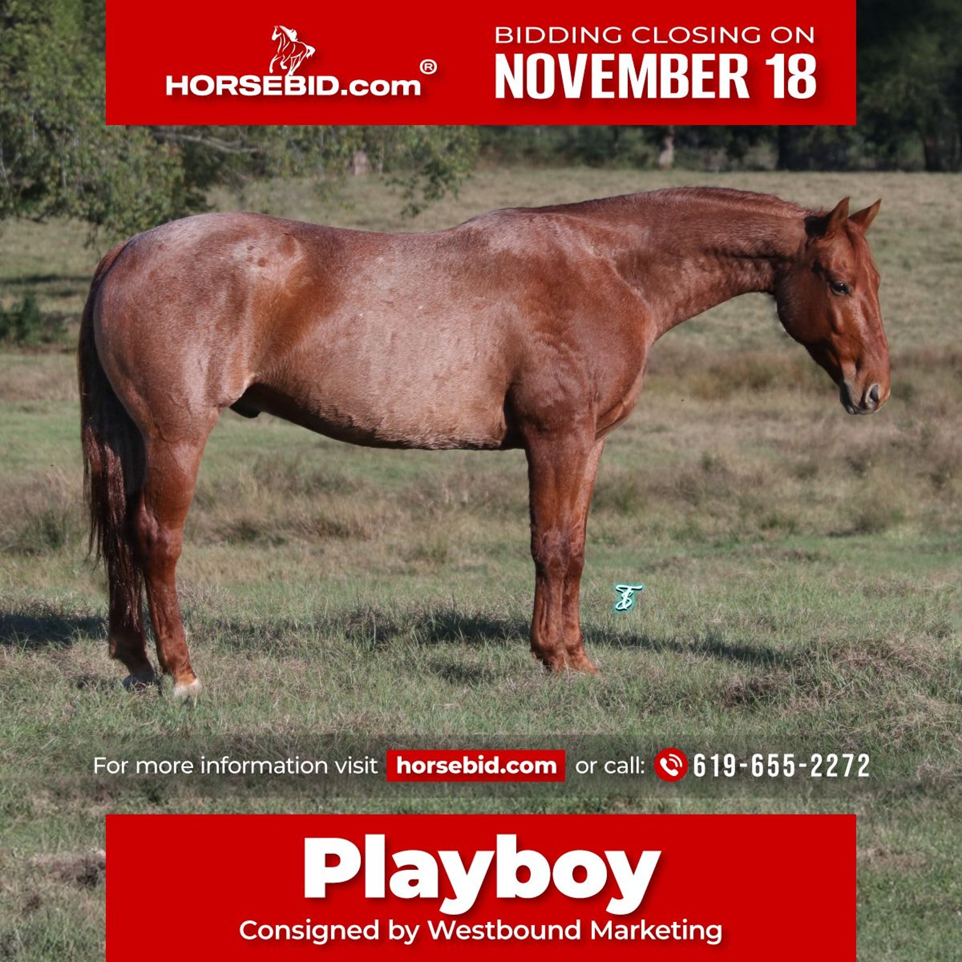 American Quarter Horse Gelding 8 years 15,2 hh Roan-Red in Carthage, TX