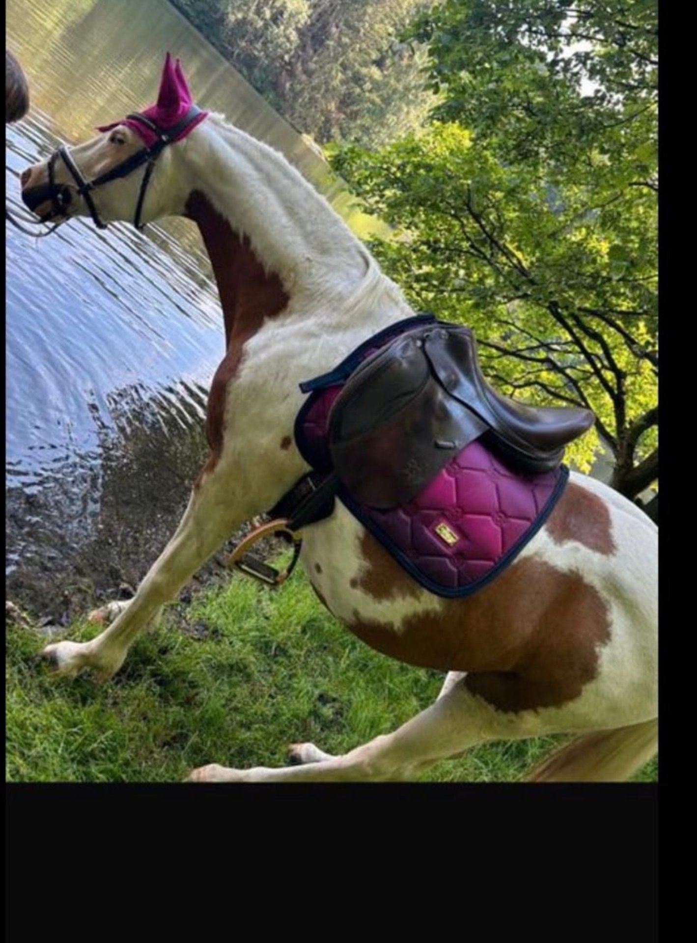 Pintos Gelding 15 years 14,2 hh Pinto in Bad Gottleuba-Berggießhübel