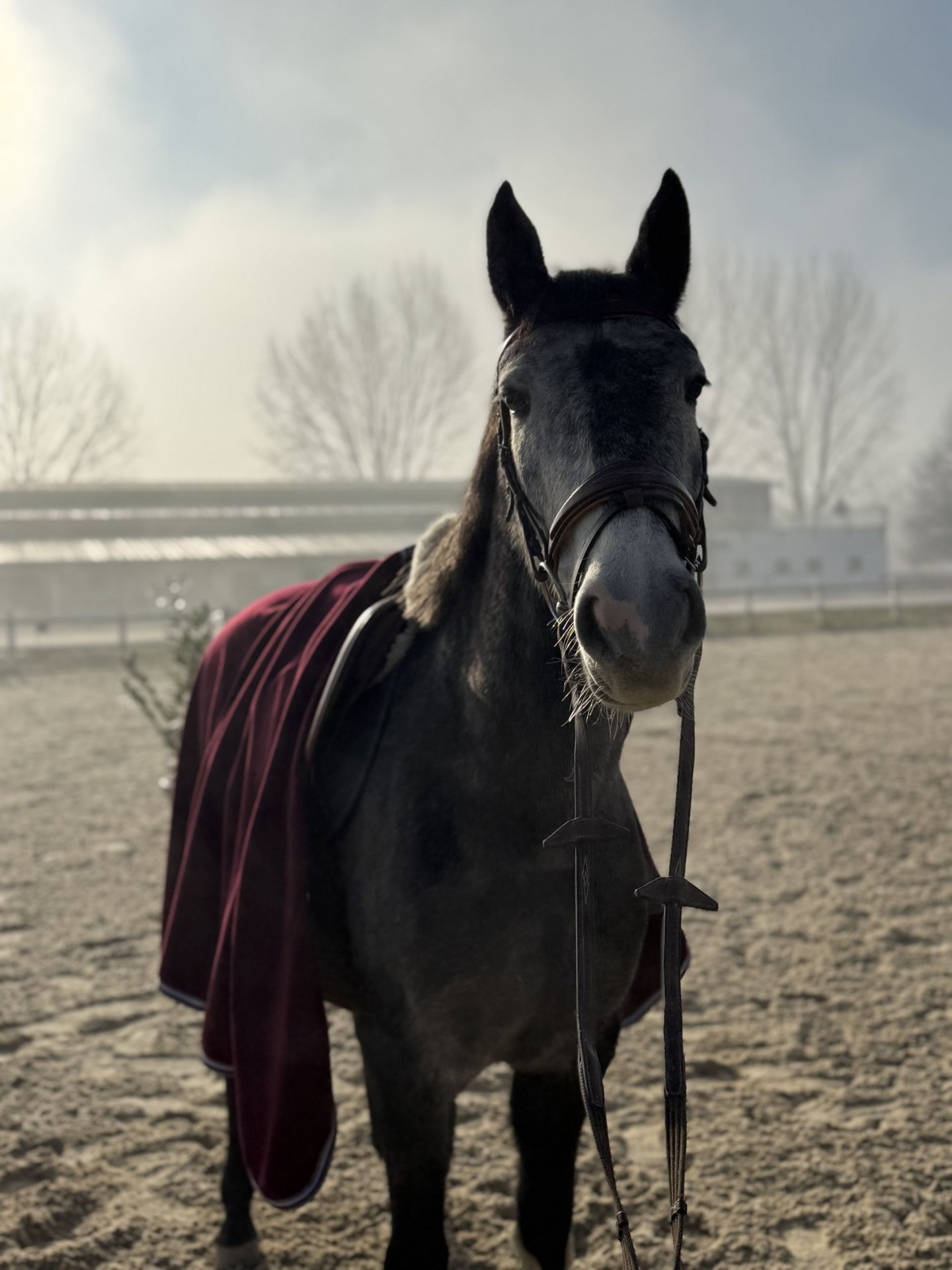 Weitere Ponys/Kleinpferde Stute 4 Jahre 148 cm Schimmel in Blumau