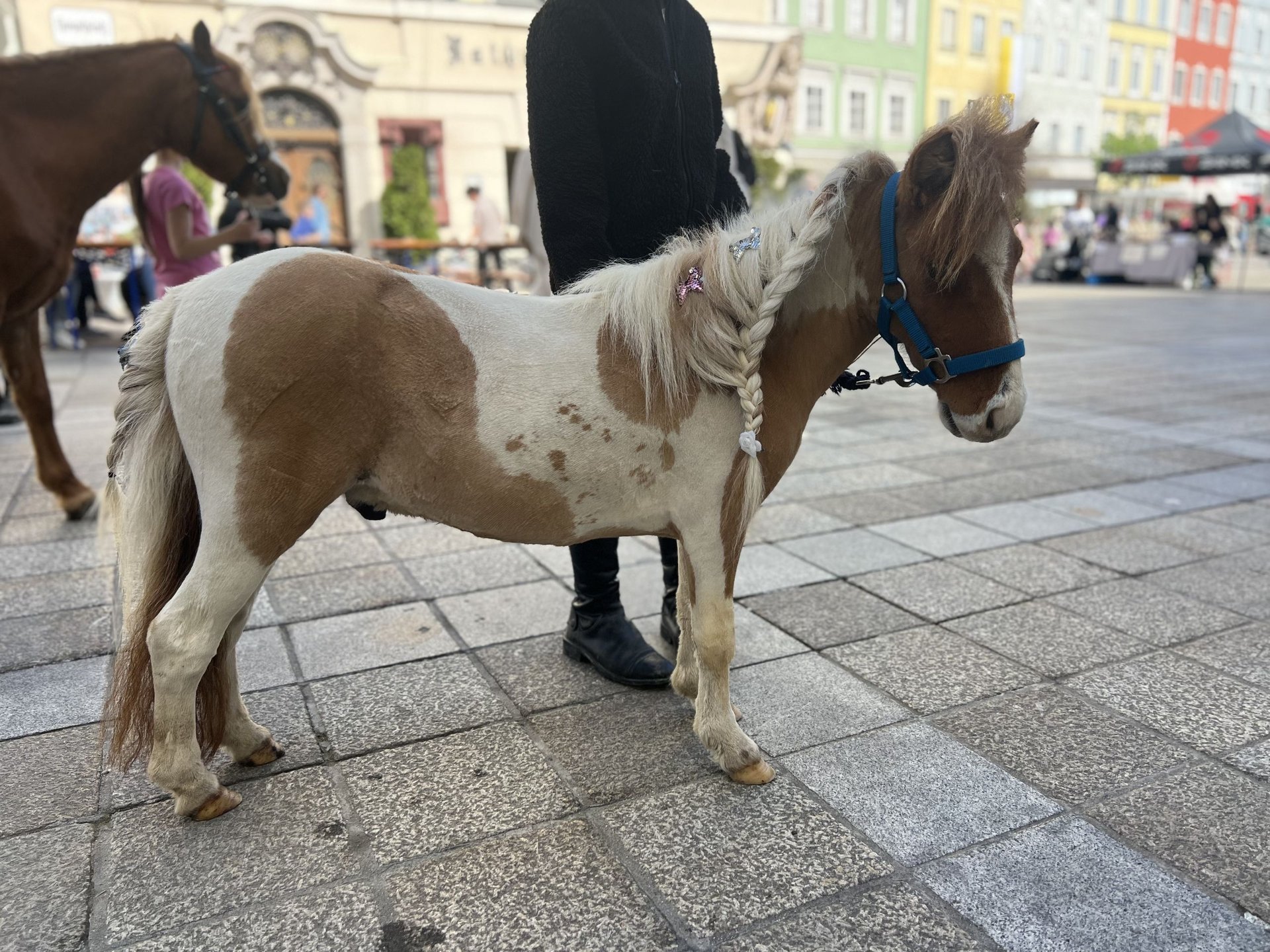 Belgian Riding Pony Stallion 3 years in Uttendorf