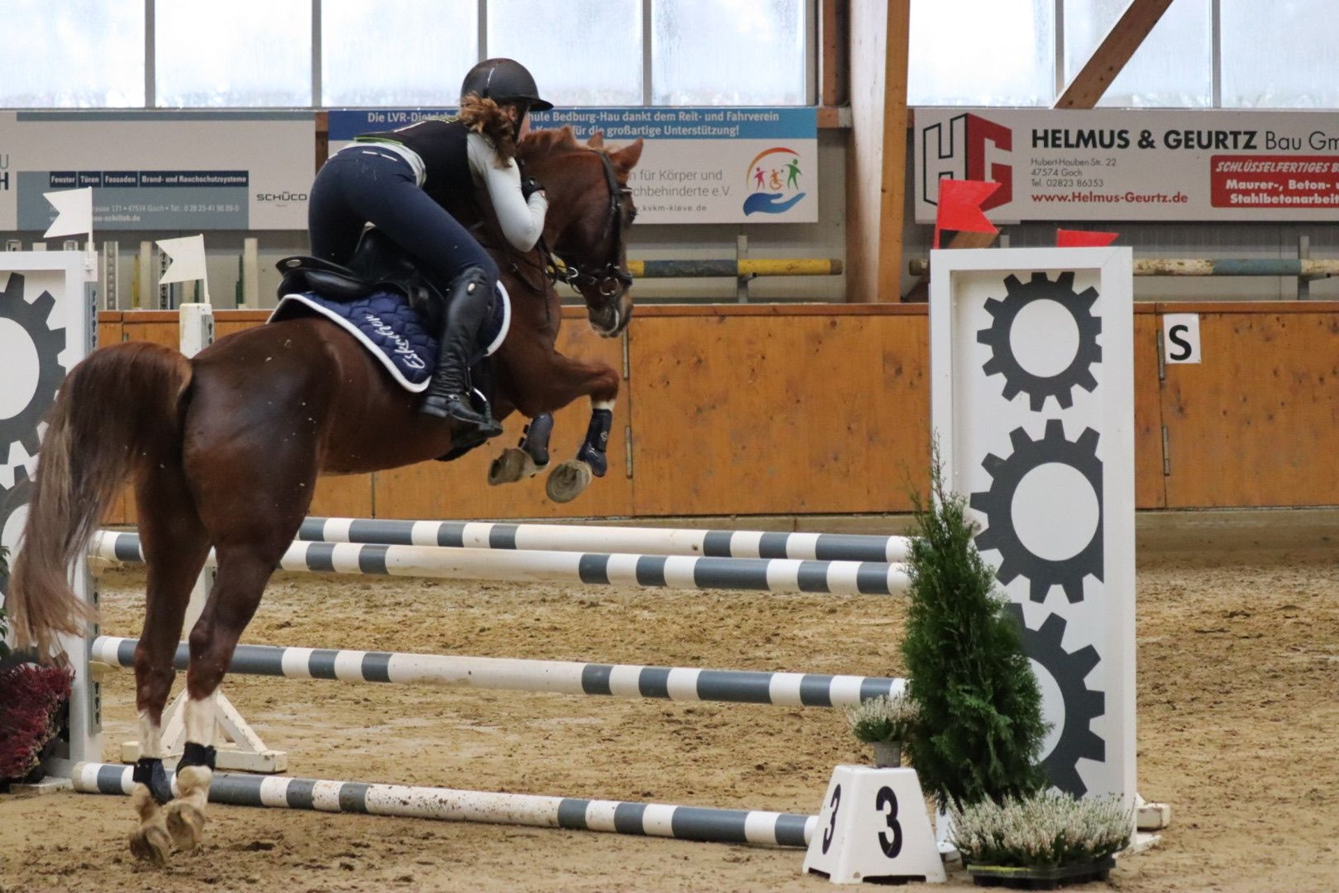 Deutsches Reitpony Stute 14 Jahre 146 cm Fuchs in GochGoch