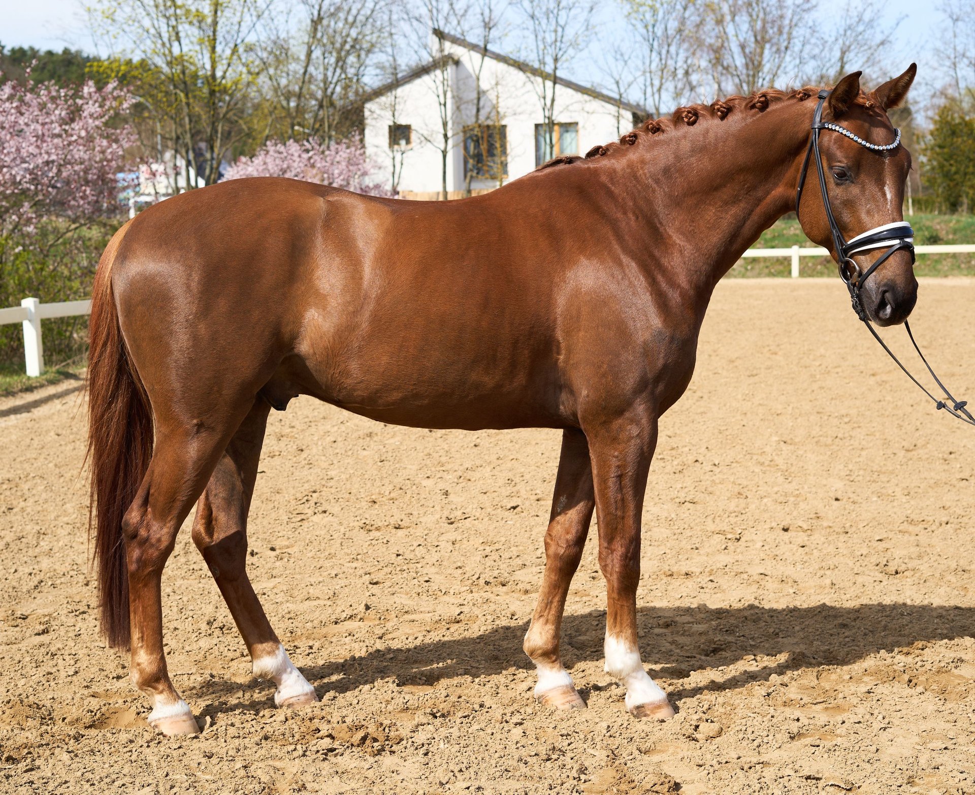 Oldenburger Wallach 4 Jahre 169 cm Dunkelfuchs in Phöben