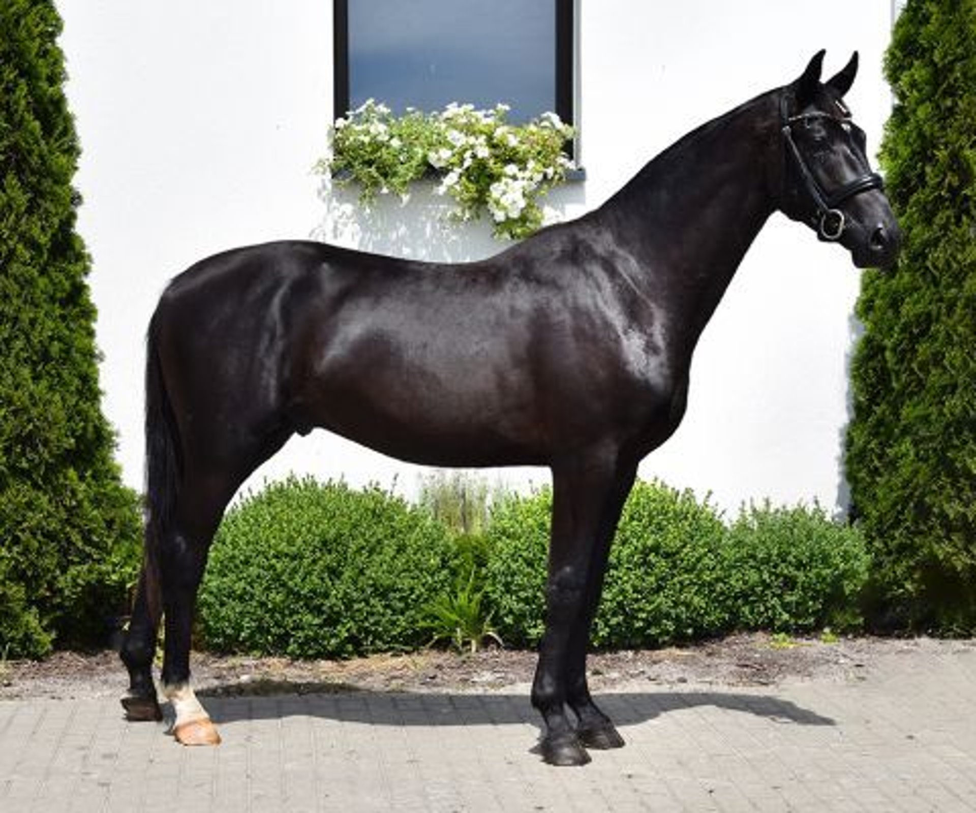Westphalian Stallion 2 years 16 hh Black in Wysin