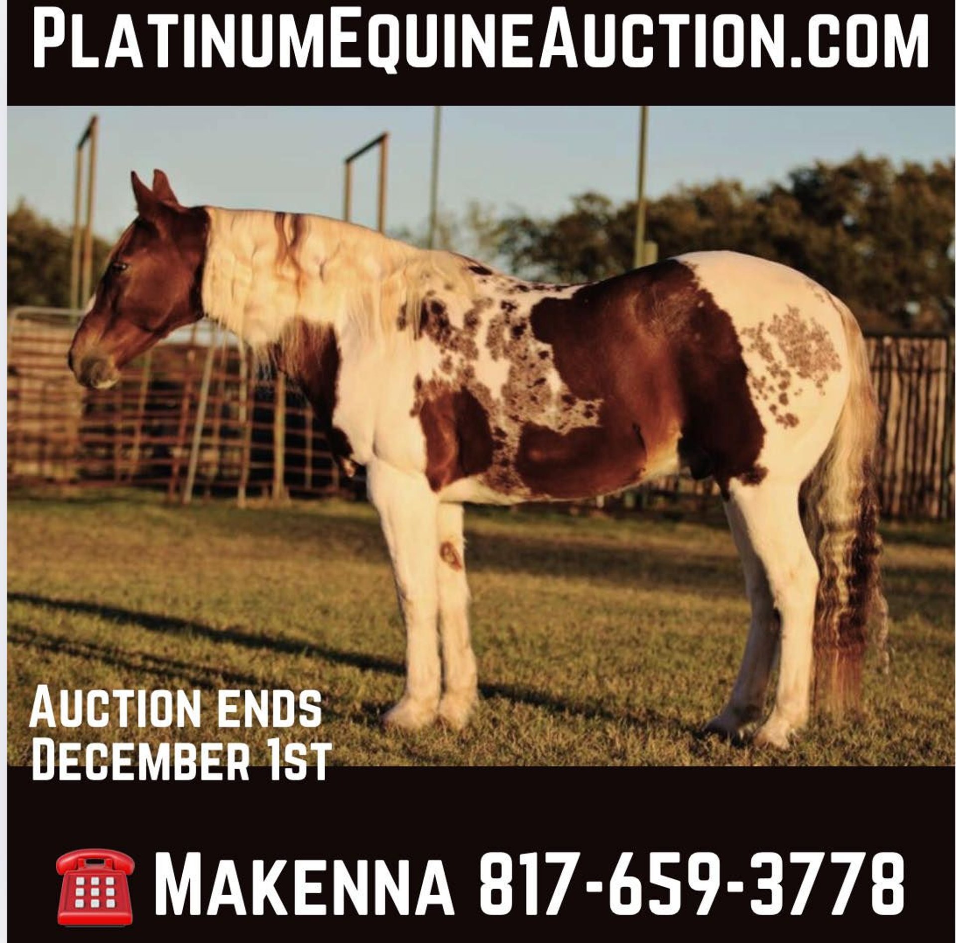 American Quarter Horse Gelding 11 years 14,3 hh Tobiano-all-colors in ...