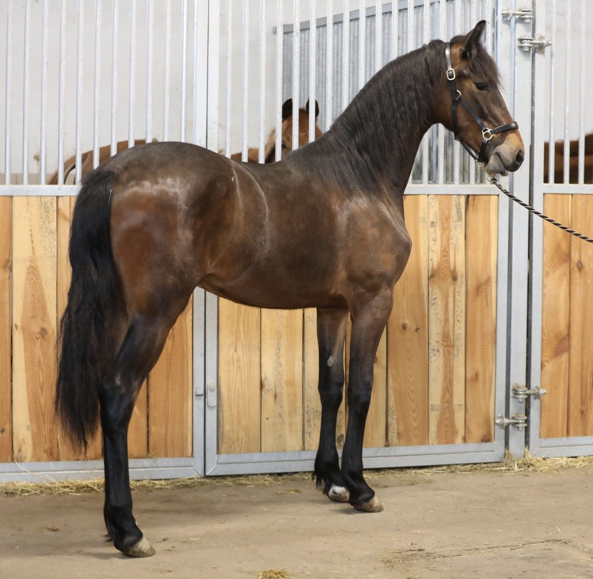 Friesen Mix Stute 2 Jahre 171 cm Dunkelbrauner in Belgern