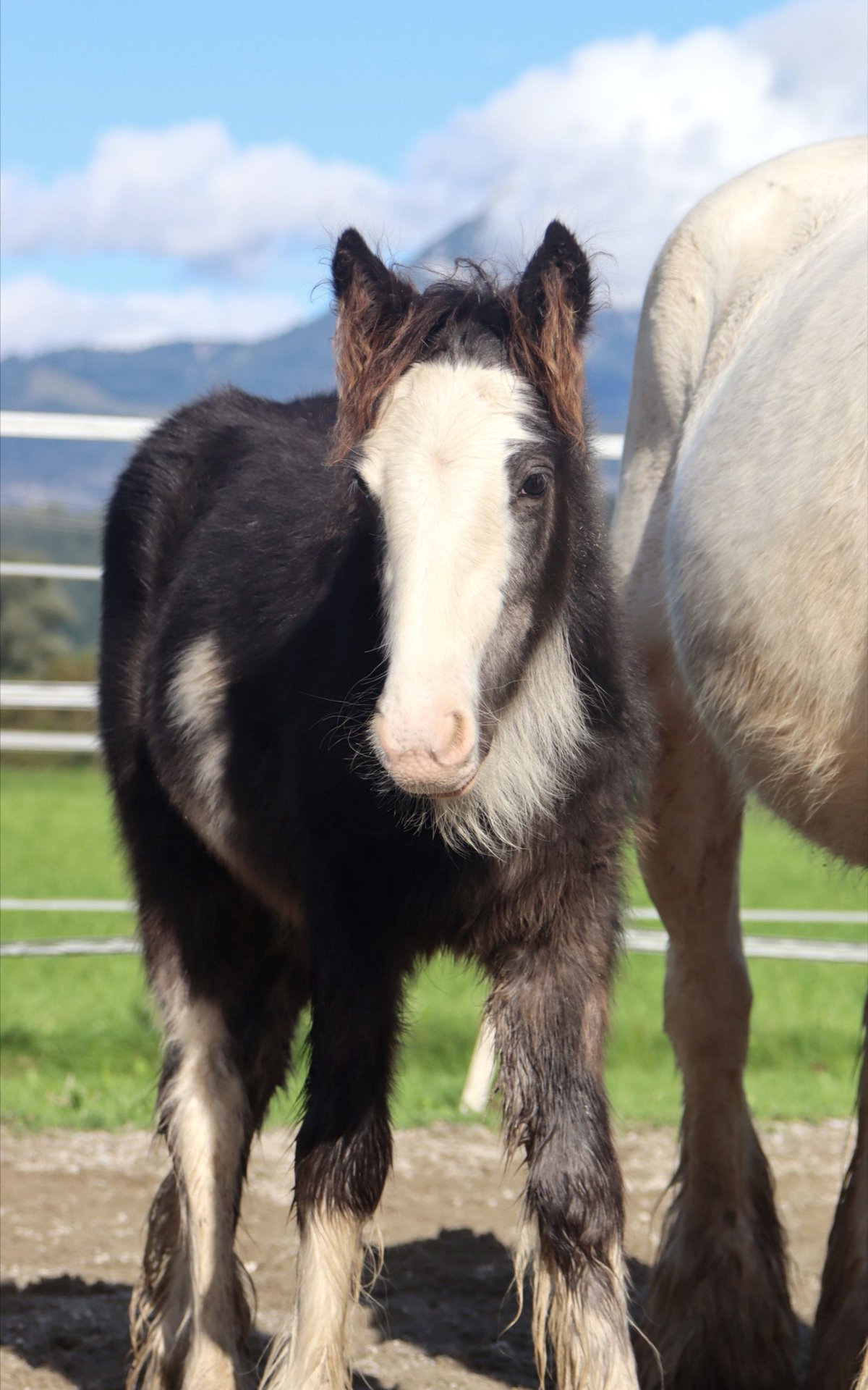 Gypsy Horse Mare Foal (01/2025) 13,2 hh in Kirchbichl