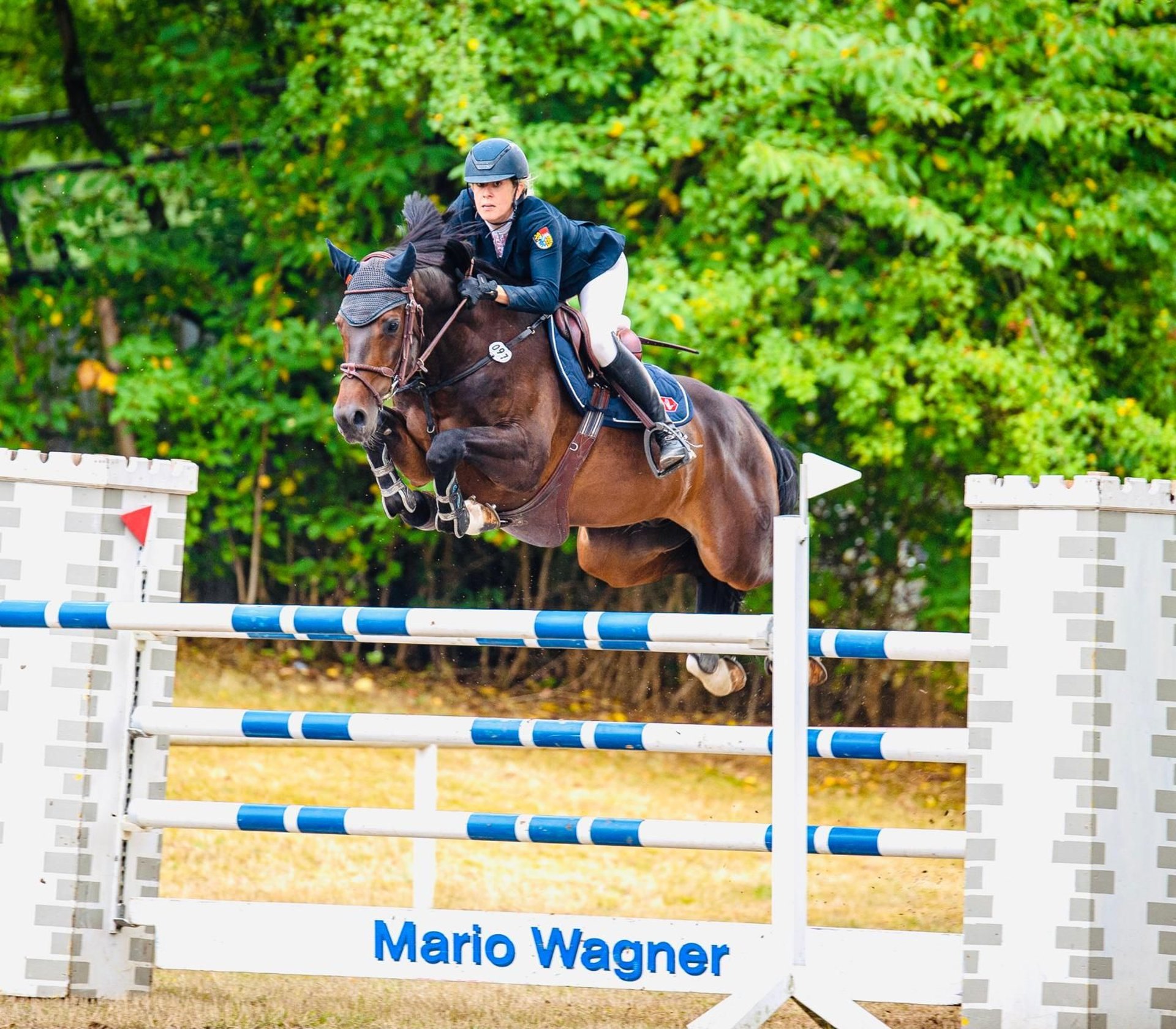 German Sport Horse Gelding 13 years 16,1 hh Bay-Dark in Rödental