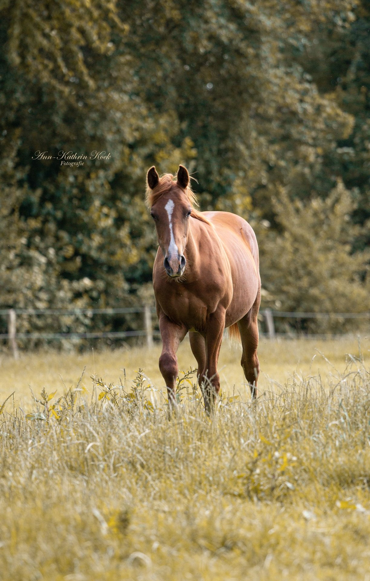 American Quarter Horse Hengst 2 Jahre 155 cm Dunkelfuchs in Lahn