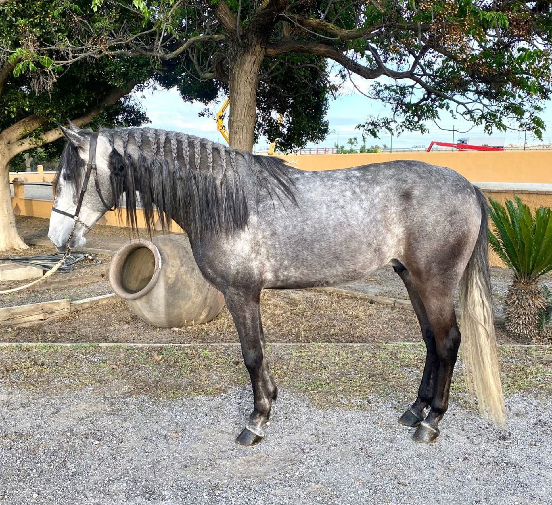 Andaluso Castrone 4 Anni 160 cm Grigio pezzato in Martfeld
