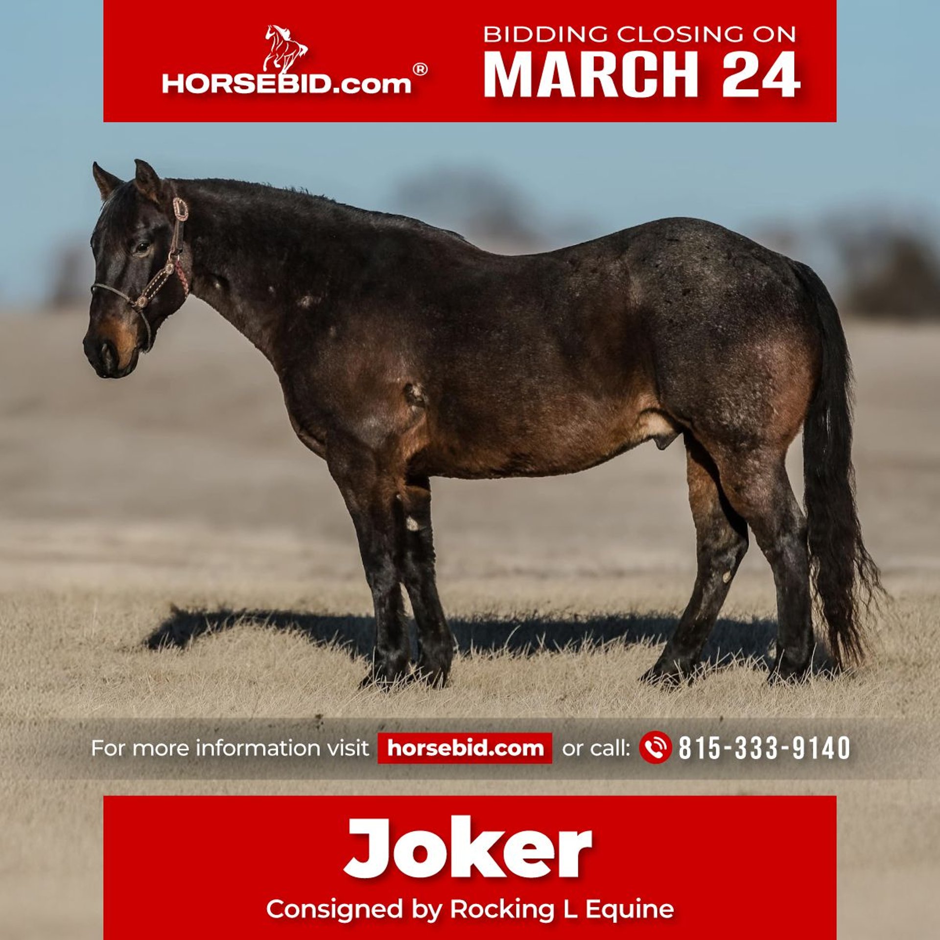 American Quarter Horse Gelding 12 years 15,1 hh Roan-Blue in Joy, IL