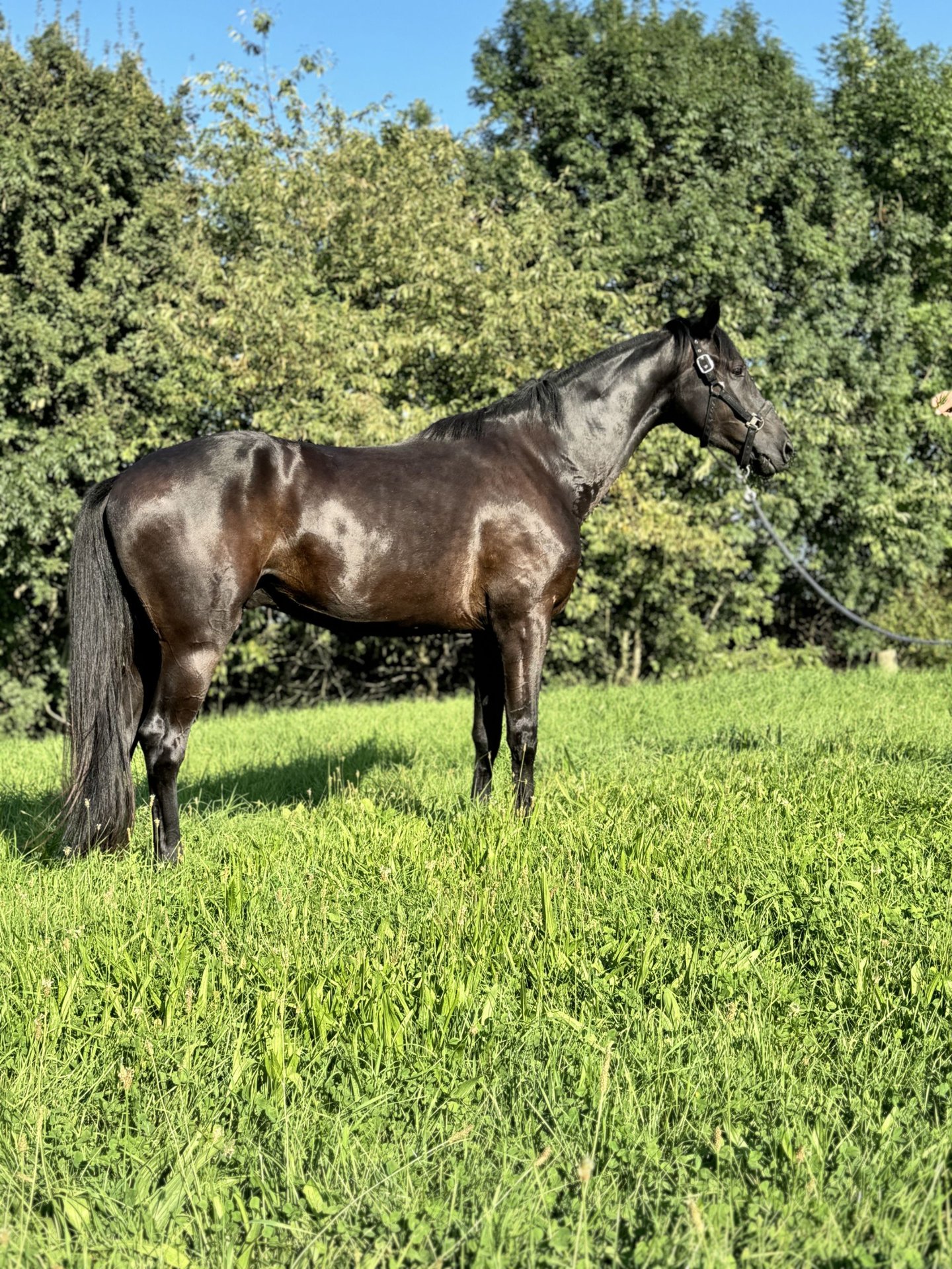 Hanoverian Gelding 5 years 16,3 hh Black in Rosdorf