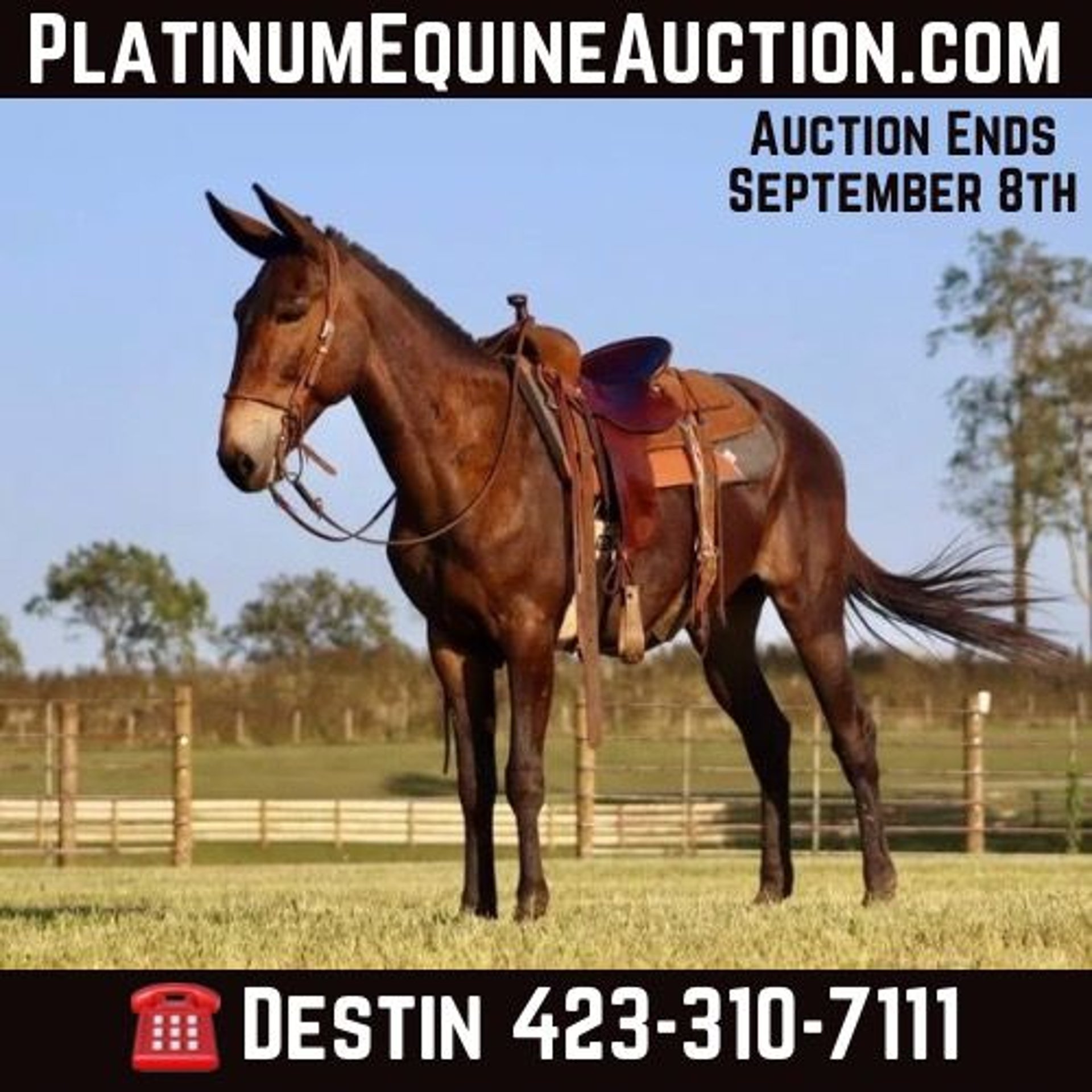 Tennessee Walking Horse Wallach 12 Jahre 152 cm Rotbrauner in Destin, FL