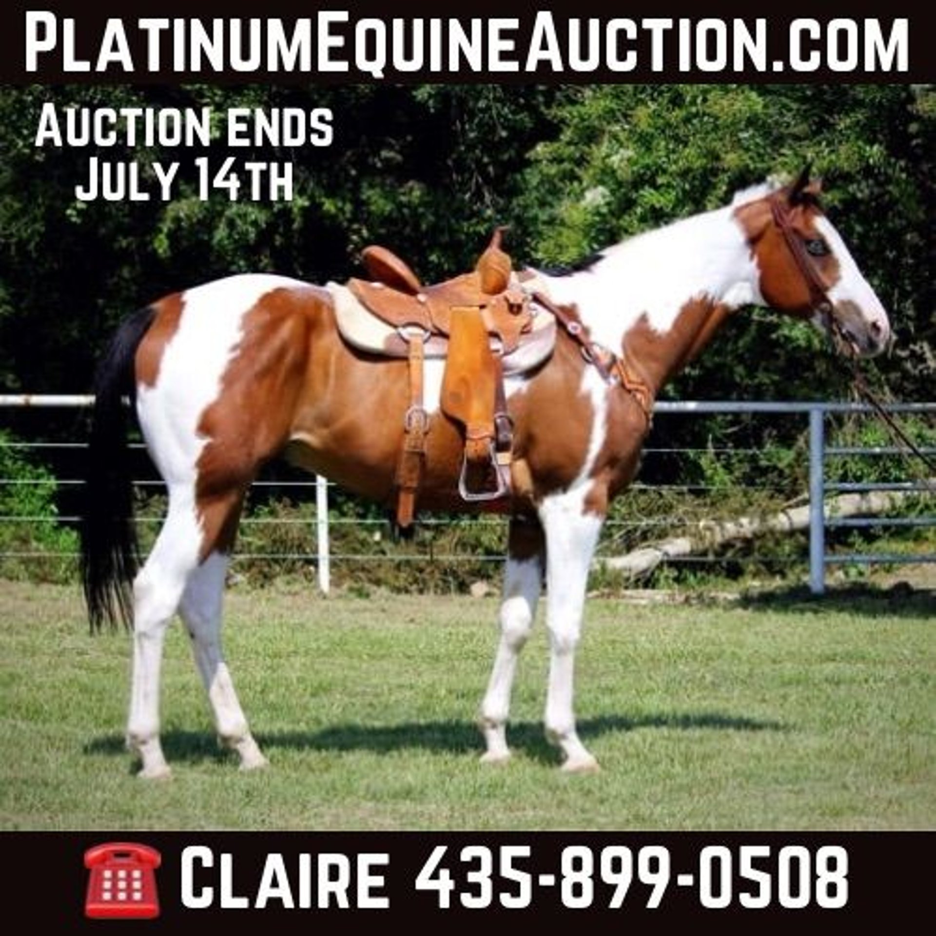 American Quarter Horse Gelding 11 years 16 hh Tobiano-all-colors in ...