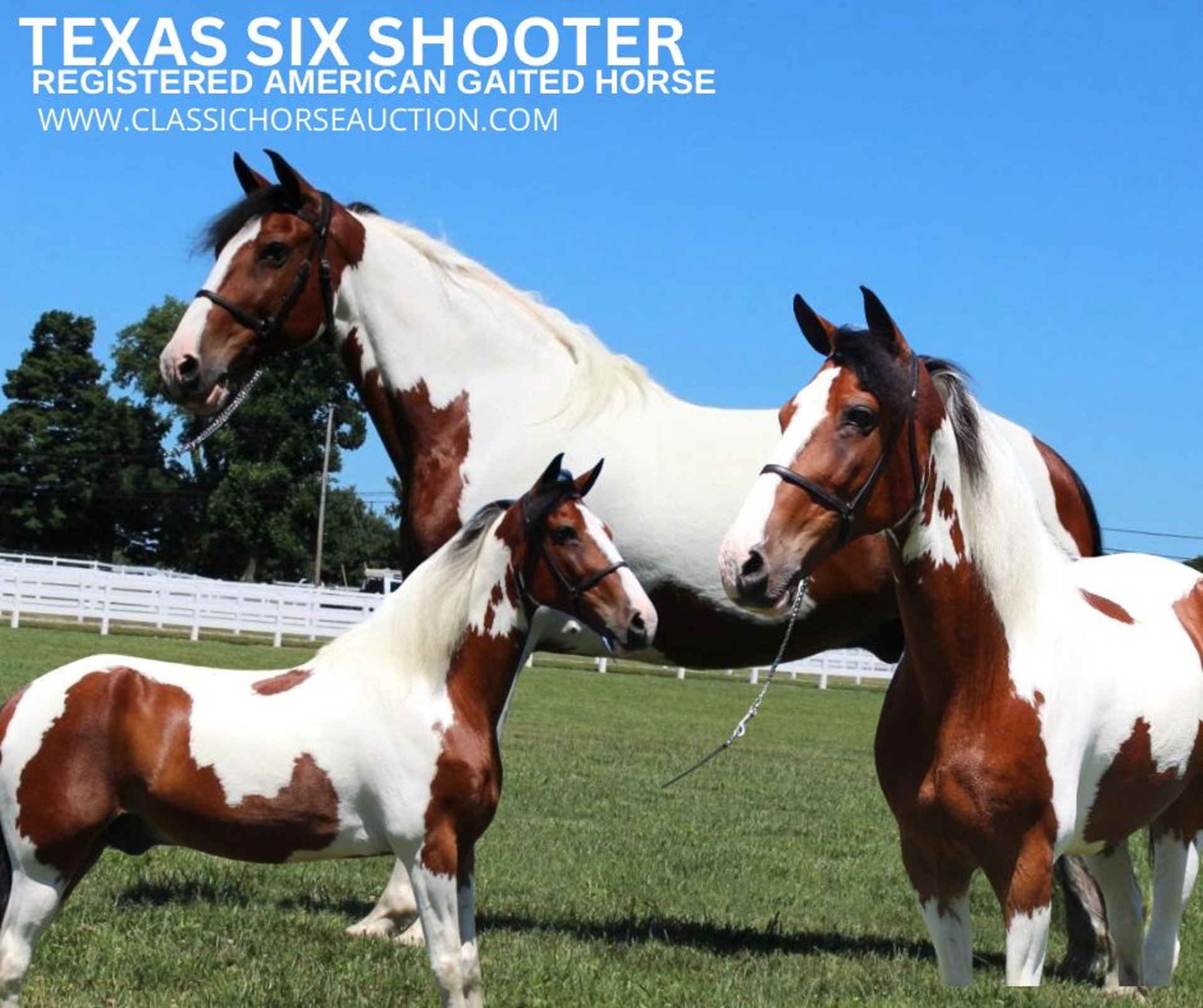 Tennessee Walking Horse Wallach 15 Jahre 142 cm Tobiano-alle-Farben in Lewisburg, TN