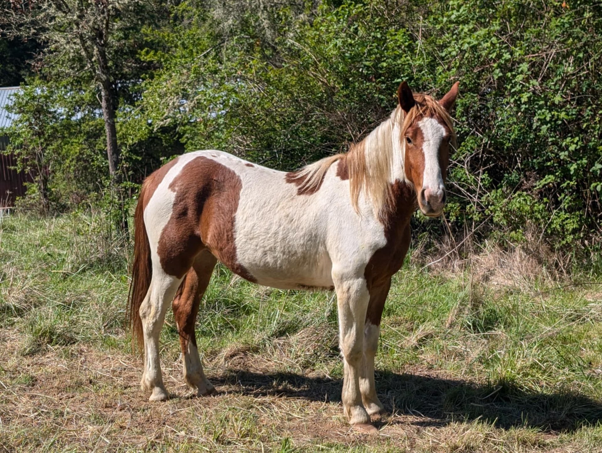 Mustang (amerikaans) Ruin 2 Jaar Gevlekt-paard in USA
