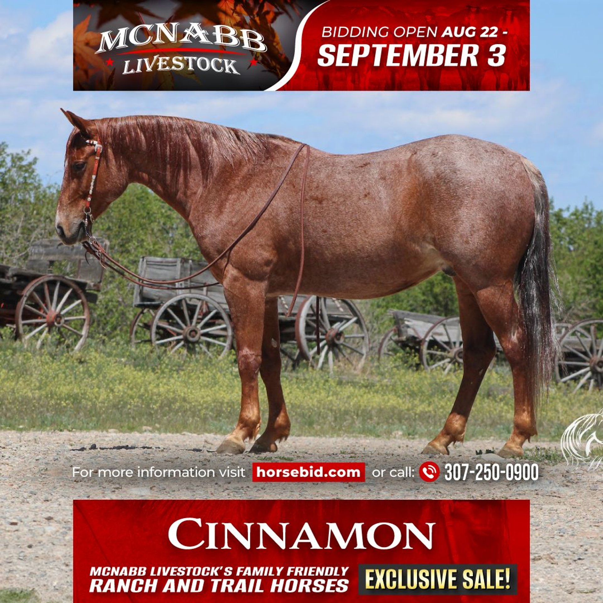 American Quarter Horse Wallach 5 Jahre Roan-Red in Cody