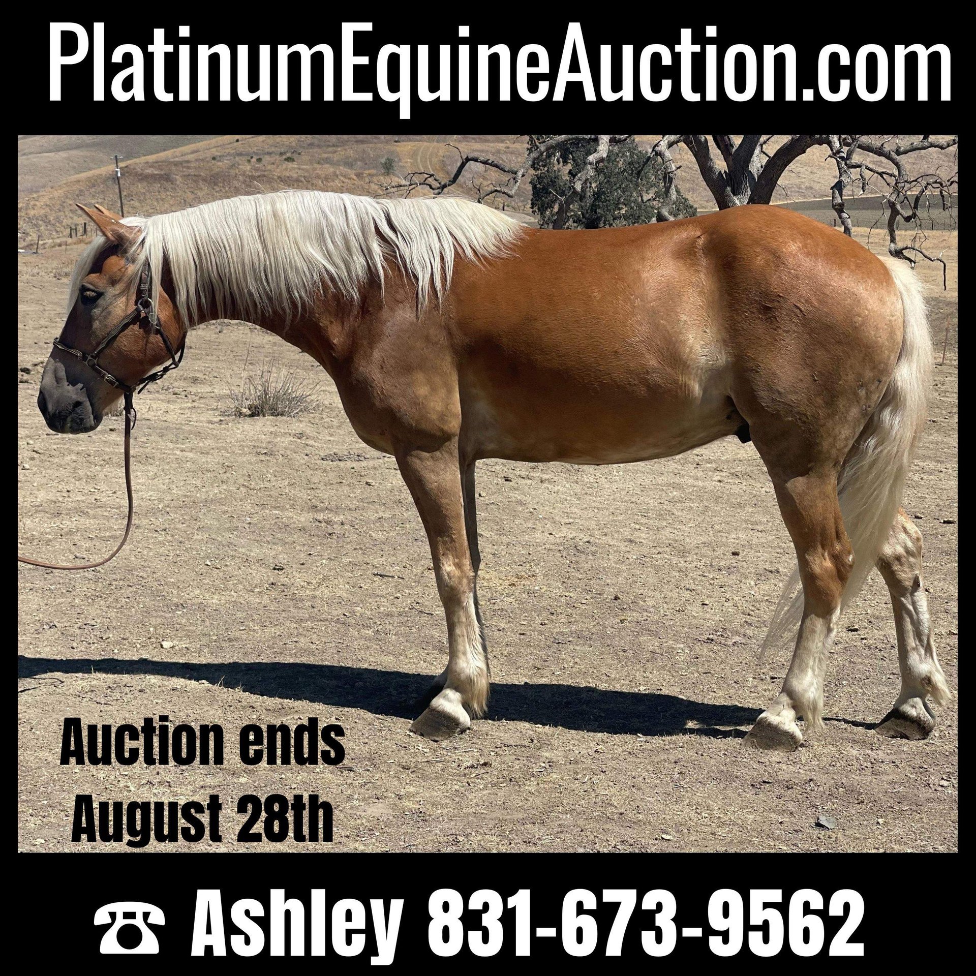 American Quarter Horse Gelding 10 years 14,2 hh Sorrel in Bitterwater CA