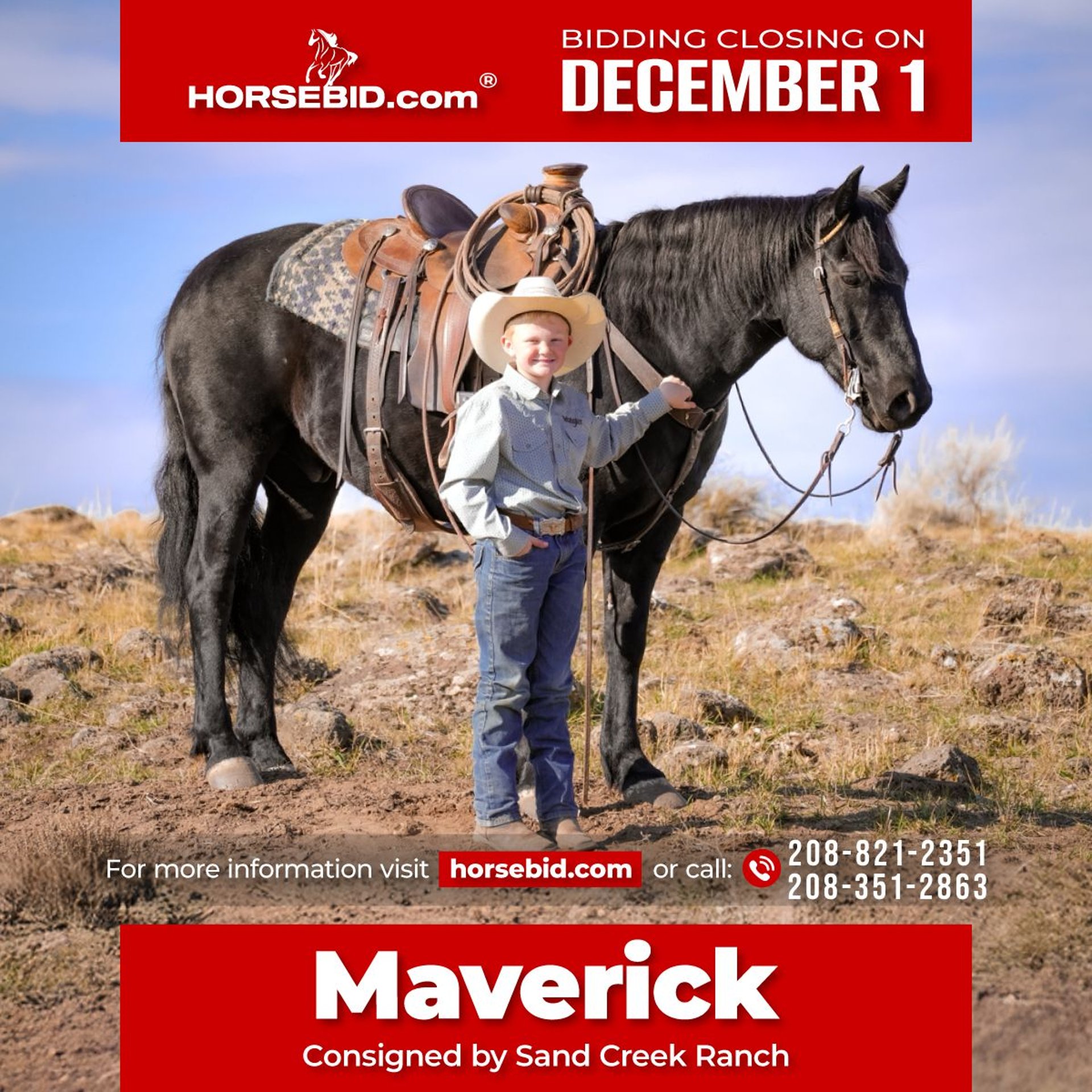Draft Horse Mix Gelding 7 years 14,3 hh Black in Saint Anthony