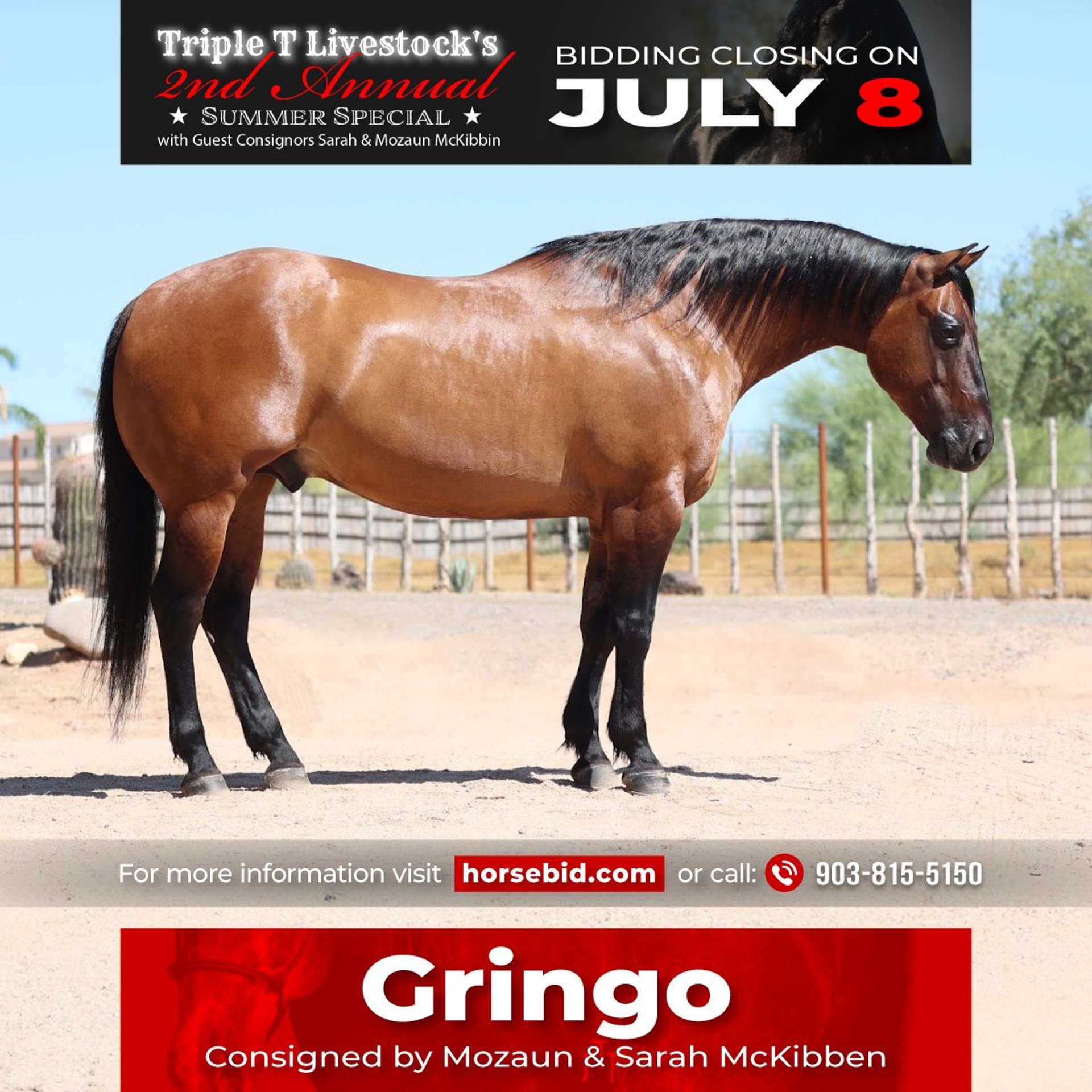 American Quarter Horse Gelding 8 years Dun in Carefree, AZ