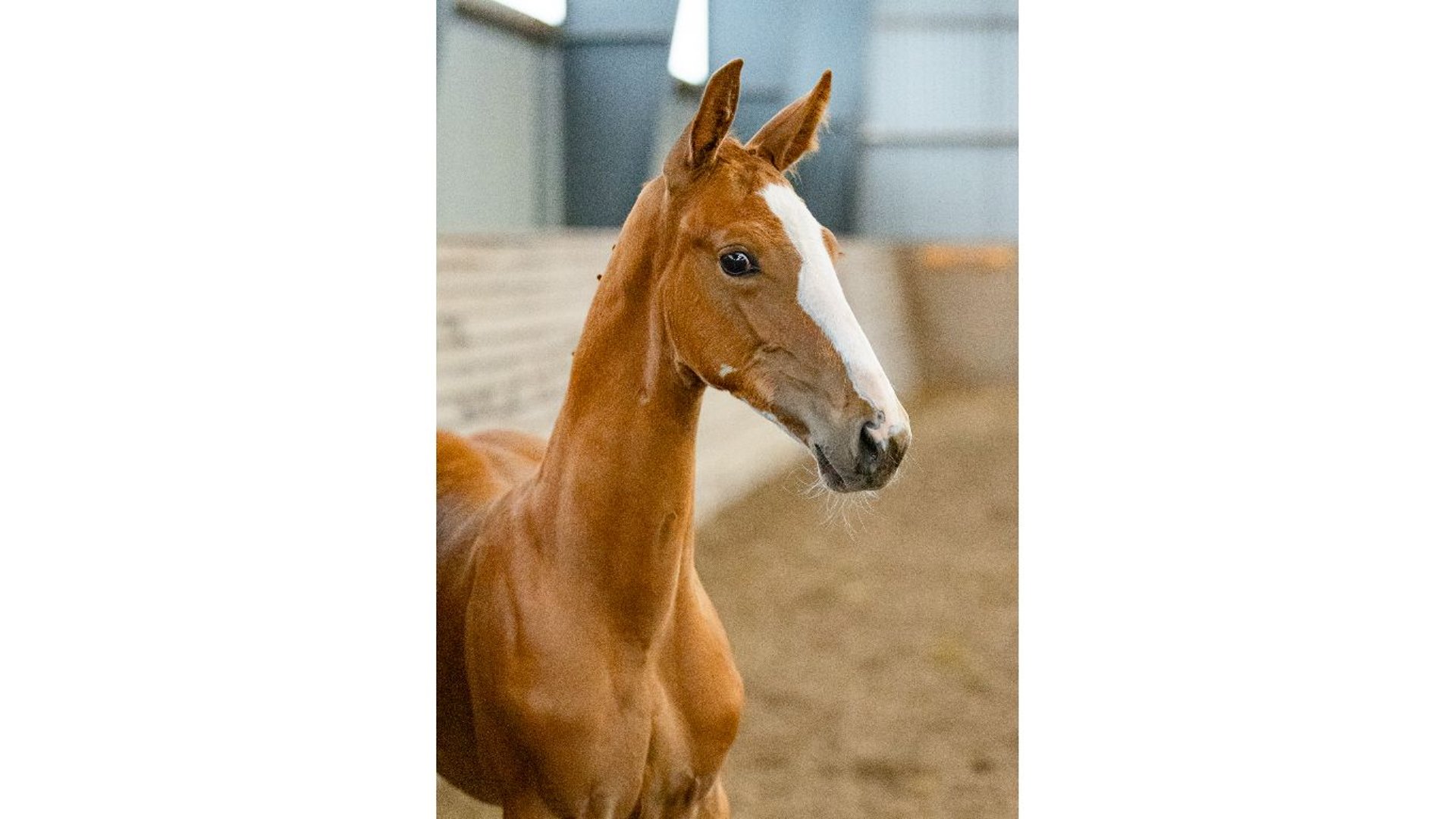 Swedish Warmblood Stallion Foal (06/2025) Chestnut in Flyinge