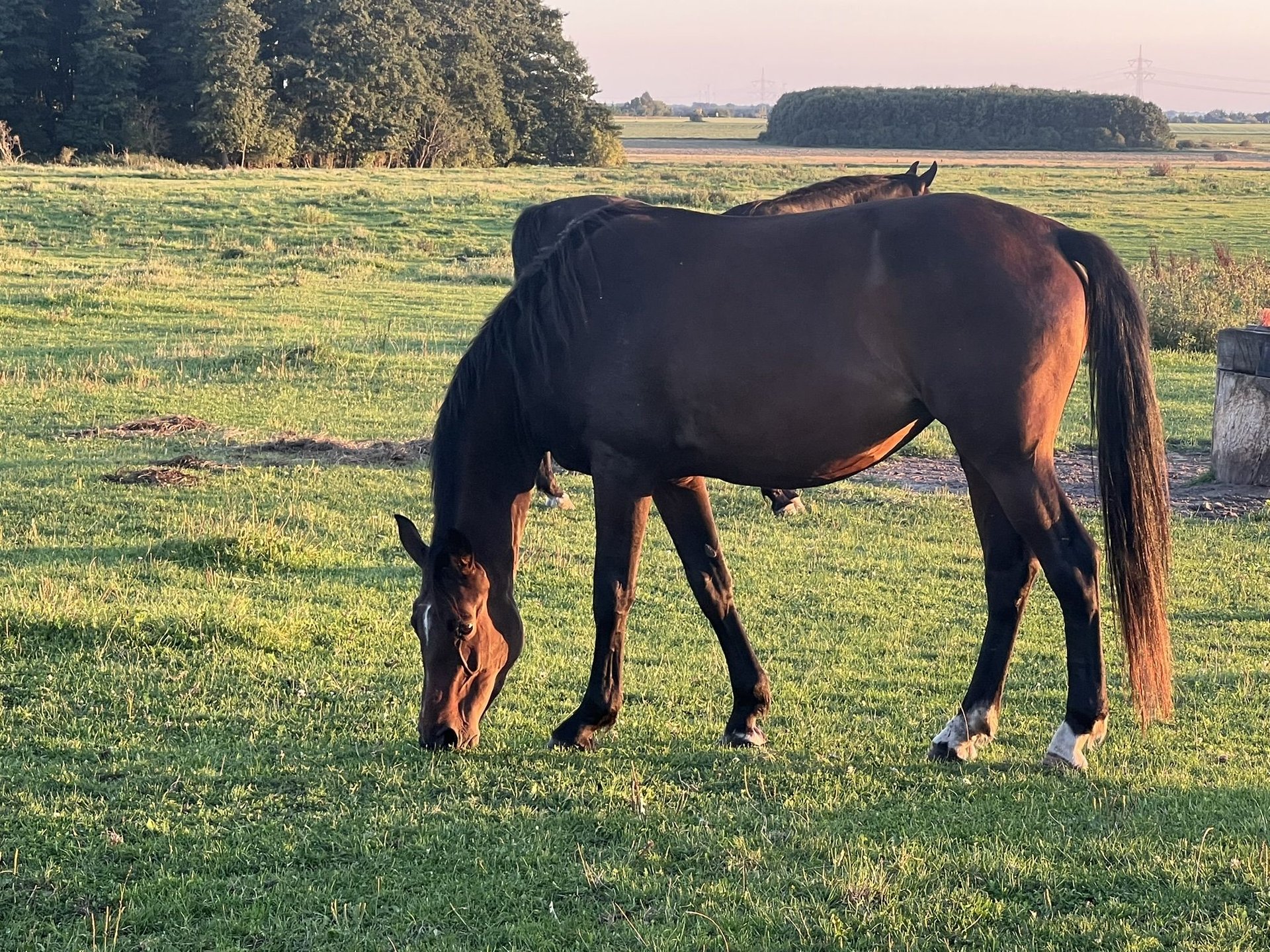 Oldenburg Mare 6 years 16,1 hh Bay-Dark in Sassen-Trantow