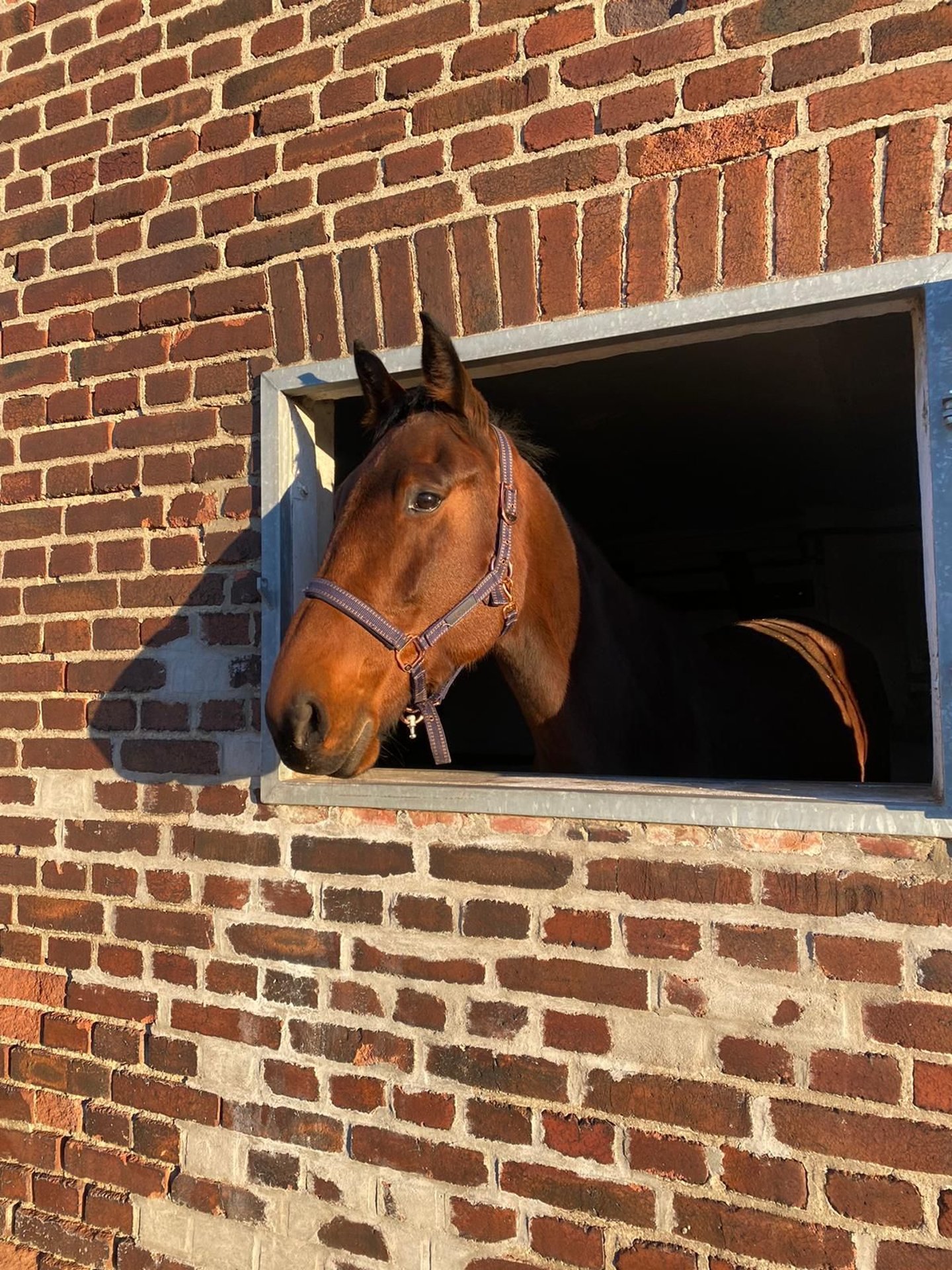 German Trotter Mare 7 years 17 hh Brown in Werne