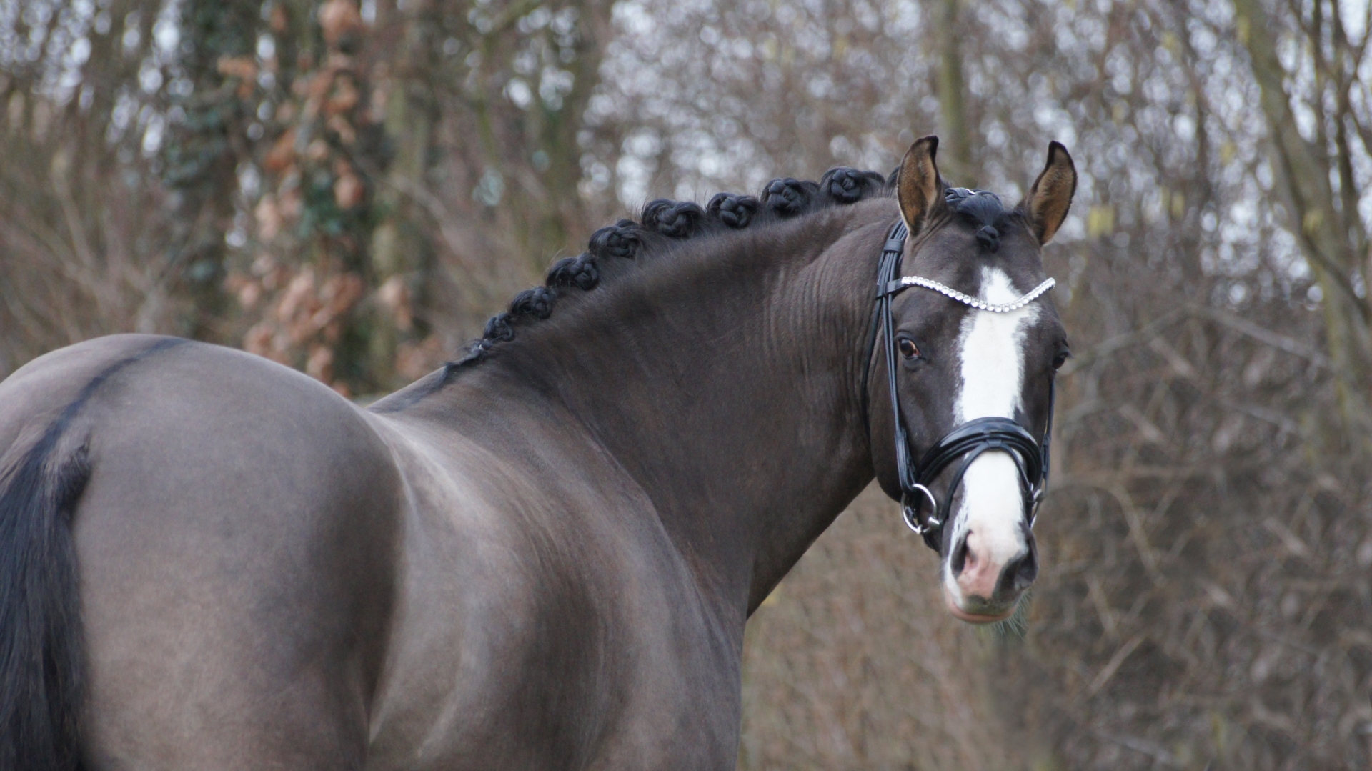 VALIDO'S GREY STAR G German Riding Pony Stallion in Lippetal