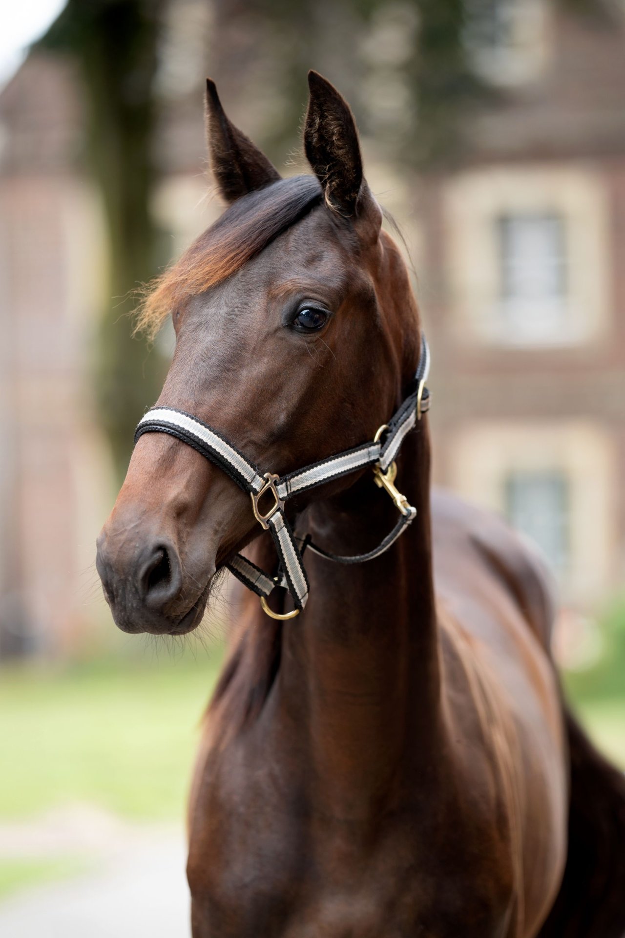 Deutscher Traber Stute 1 Jahr Brauner in Billerbeck