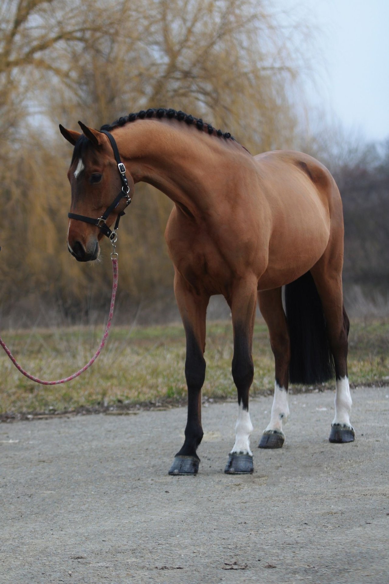 German Sport Horse Gelding 6 years 16,2 hh Bay in Alsóörs