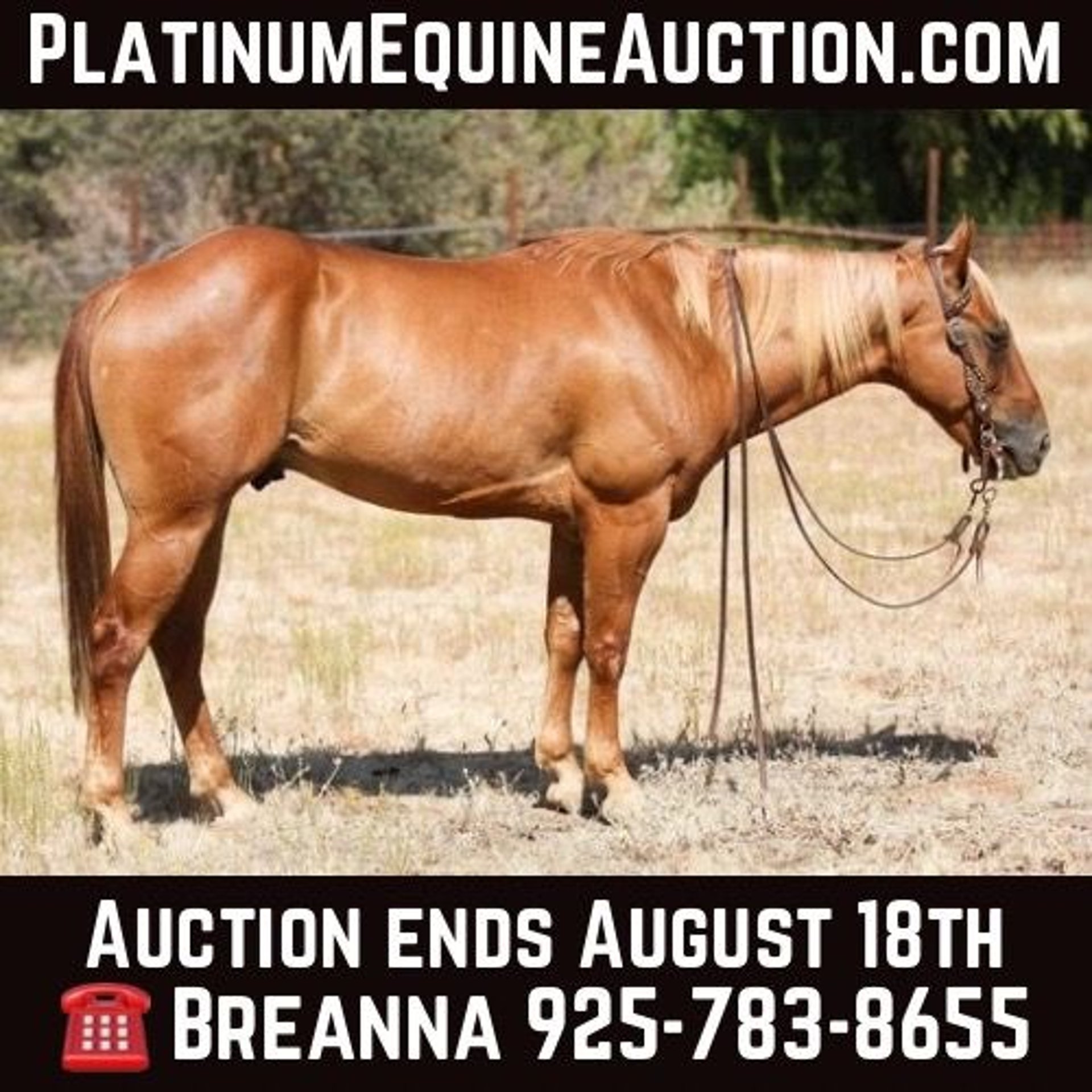 American Quarter Horse Gelding 7 years 14 hh Palomino in Valley Springs CA