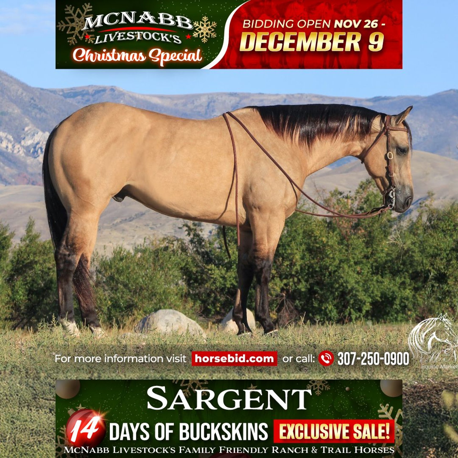 American Quarter Horse Wallach 4 Jahre 150 cm Buckskin in Cody WY