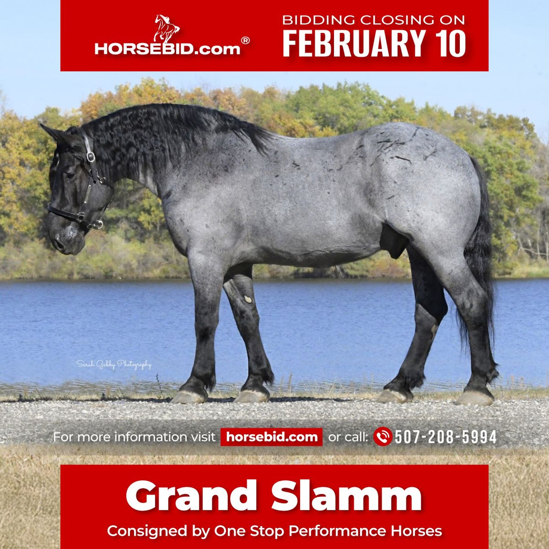 caballo de tiro Mestizo Caballo castrado 6 años 168 cm Ruano azulado in ...