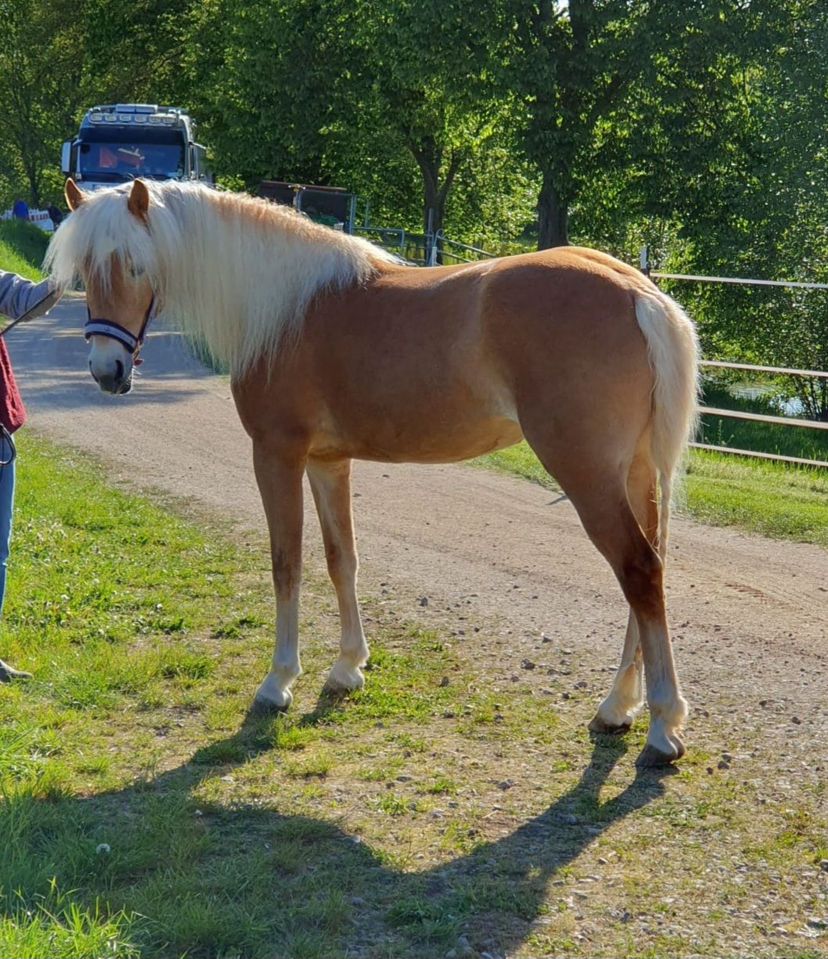 Haflinger Stute 4 Jahre 148 cm Fuchs in Gleißenberg