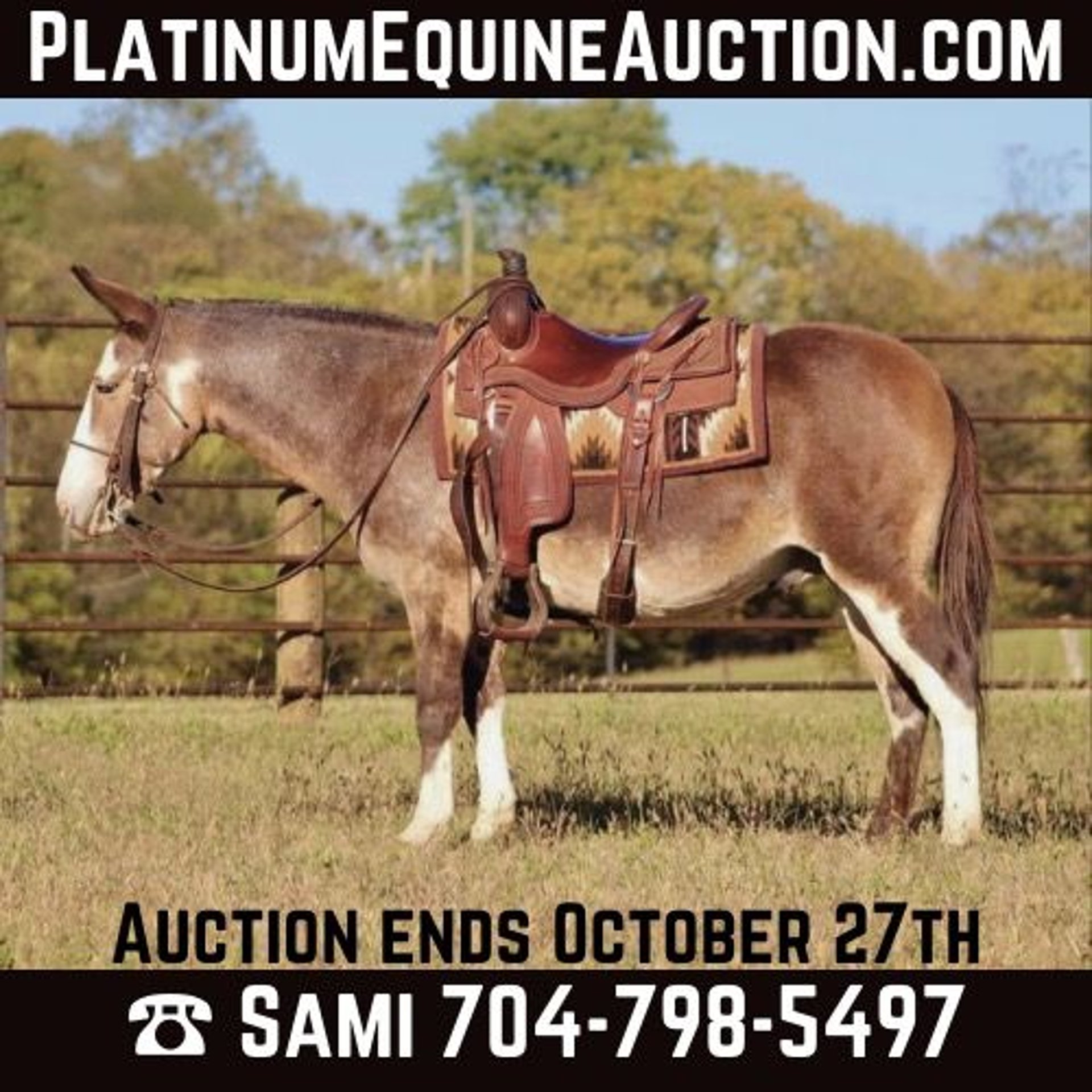 Mule Gelding 9 years Buckskin in Brooksville KY