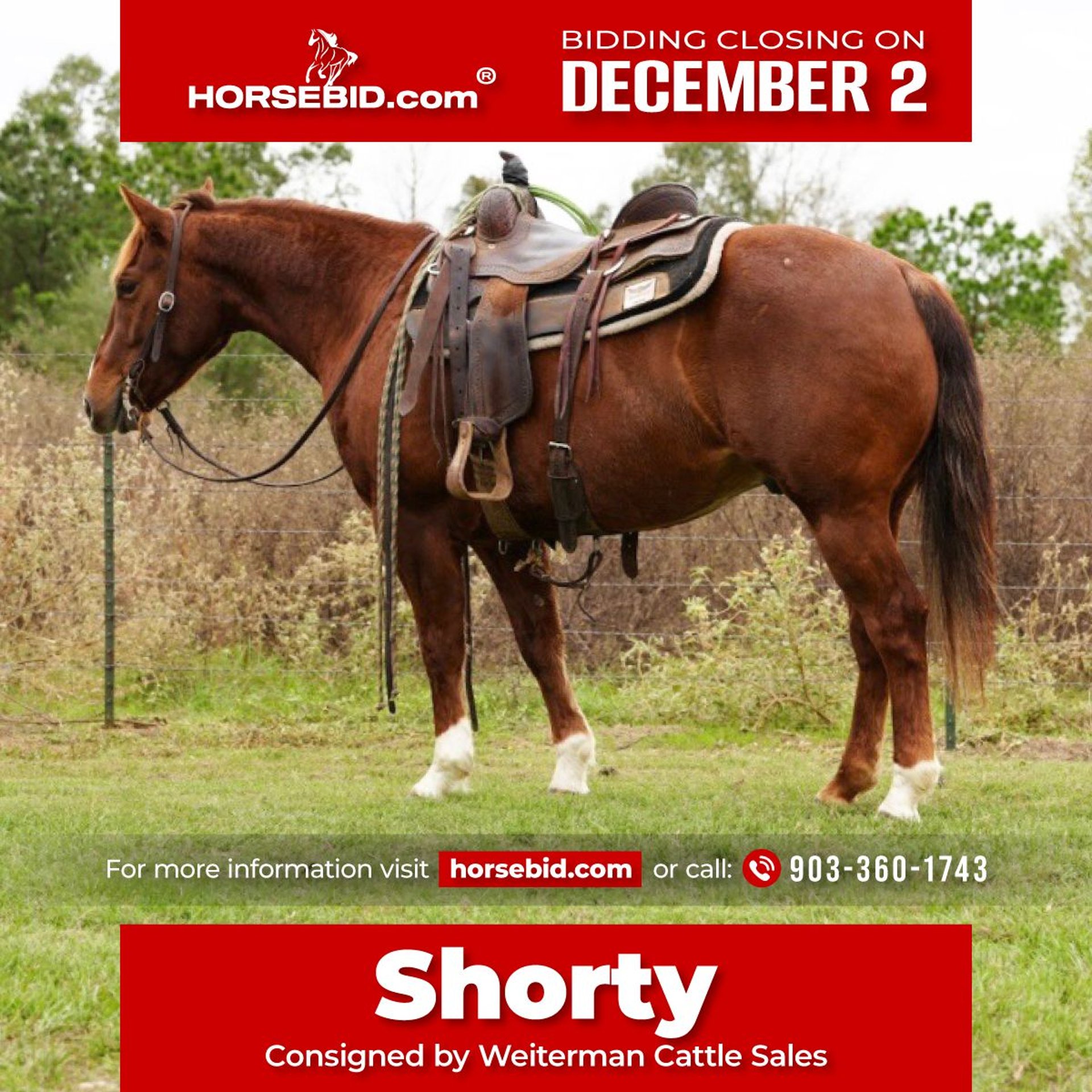 American Quarter Horse Gelding 4 years 14,1 hh Sorrel in Arp, TX