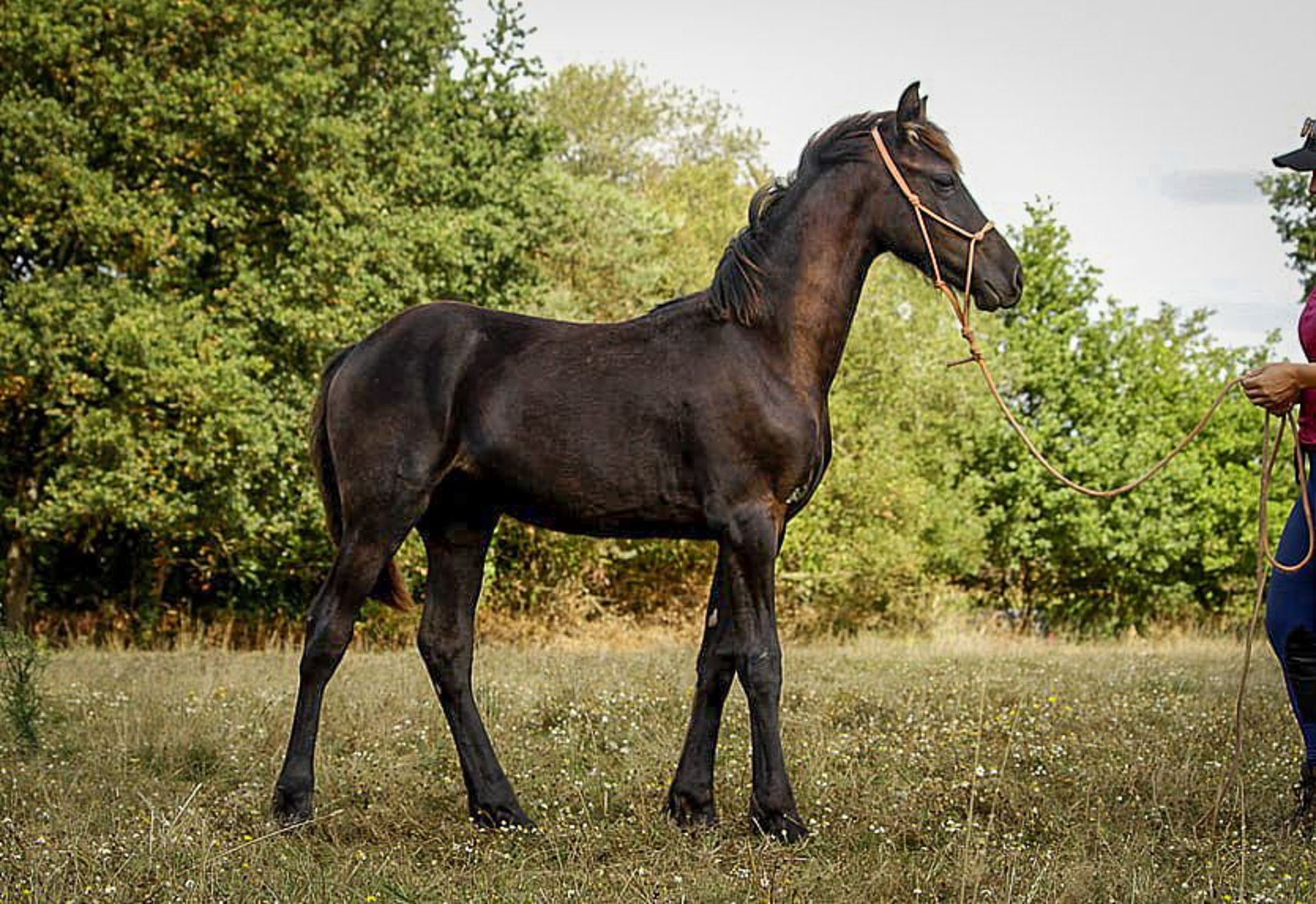 Arabo-Fries Hengst Veulen (03/2025) 165 cm Zwart in paulnay