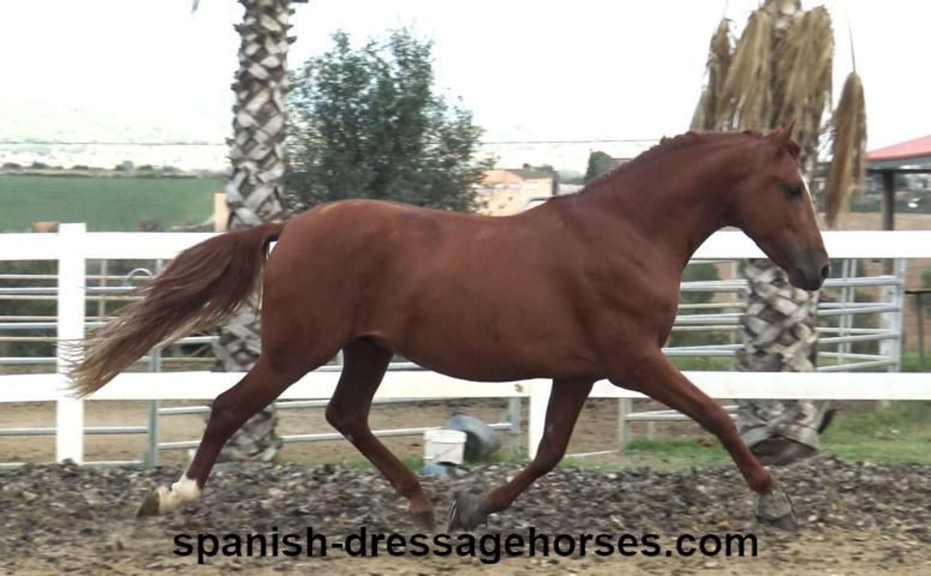 PRE Blandning Hingst 3 år 155 cm fux in Barcelona
