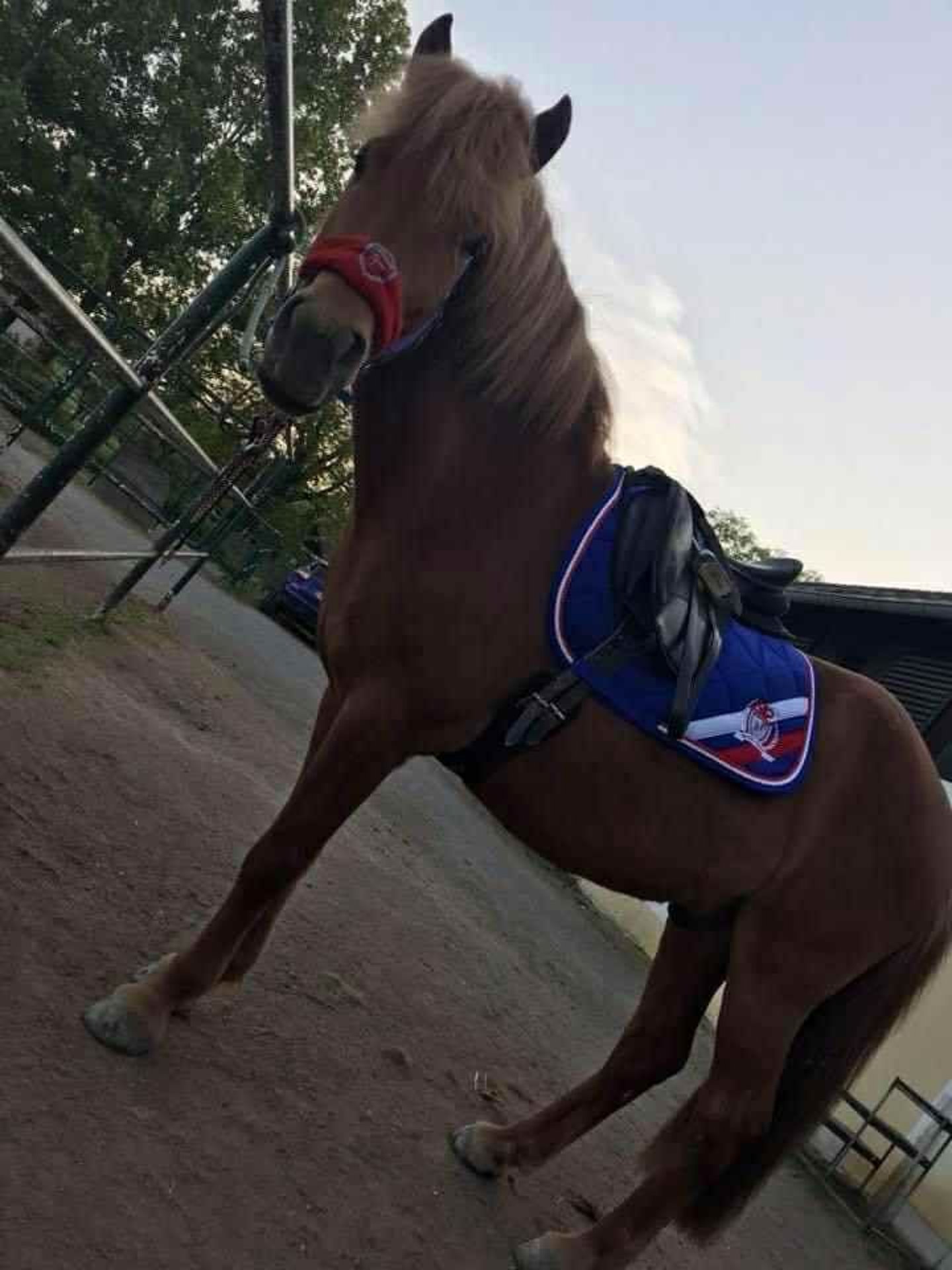 Islandpferd Wallach 16 Jahre 140 cm Fuchs in Neuhaus