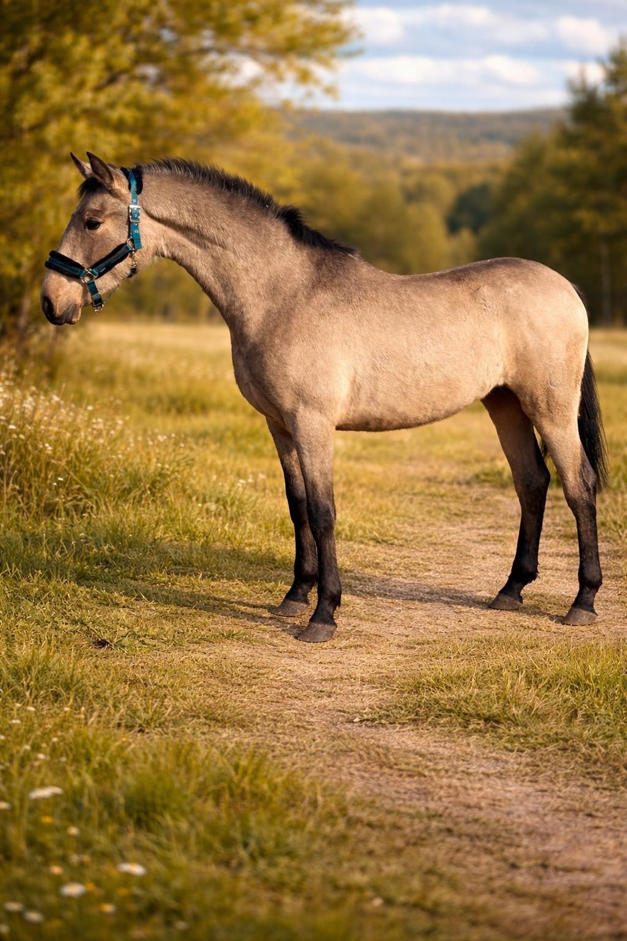 Andalusier Wallach 2 Jahre 160 cm Falbe in El Tiemblo