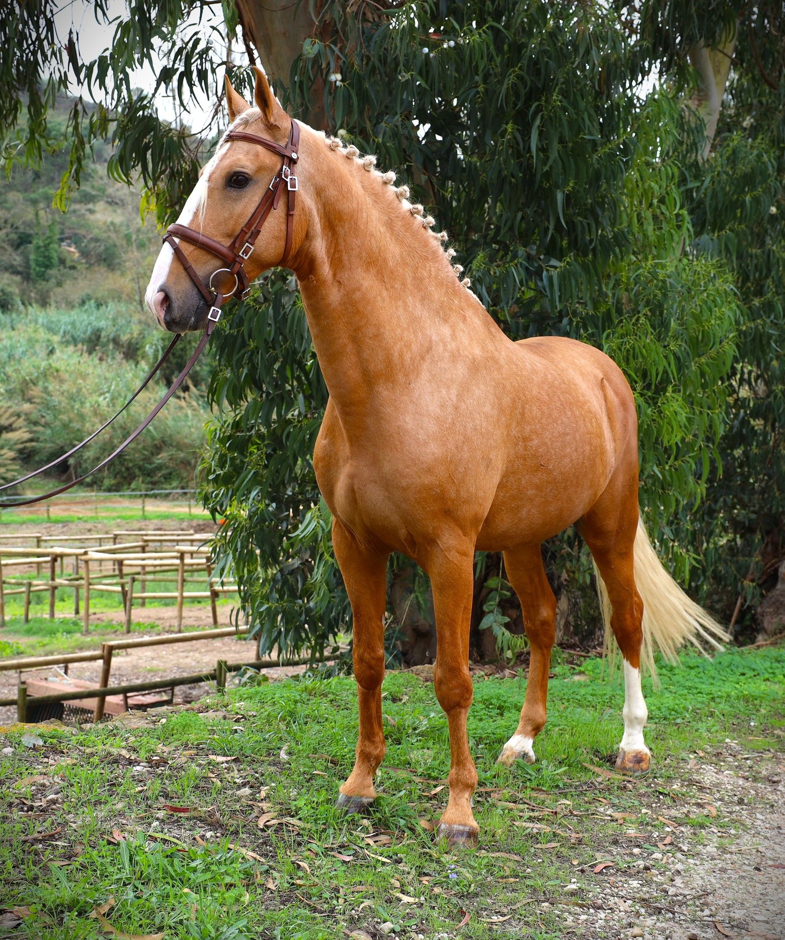Lusitano Stallion 7 years 16 hh Palomino in Ribamar