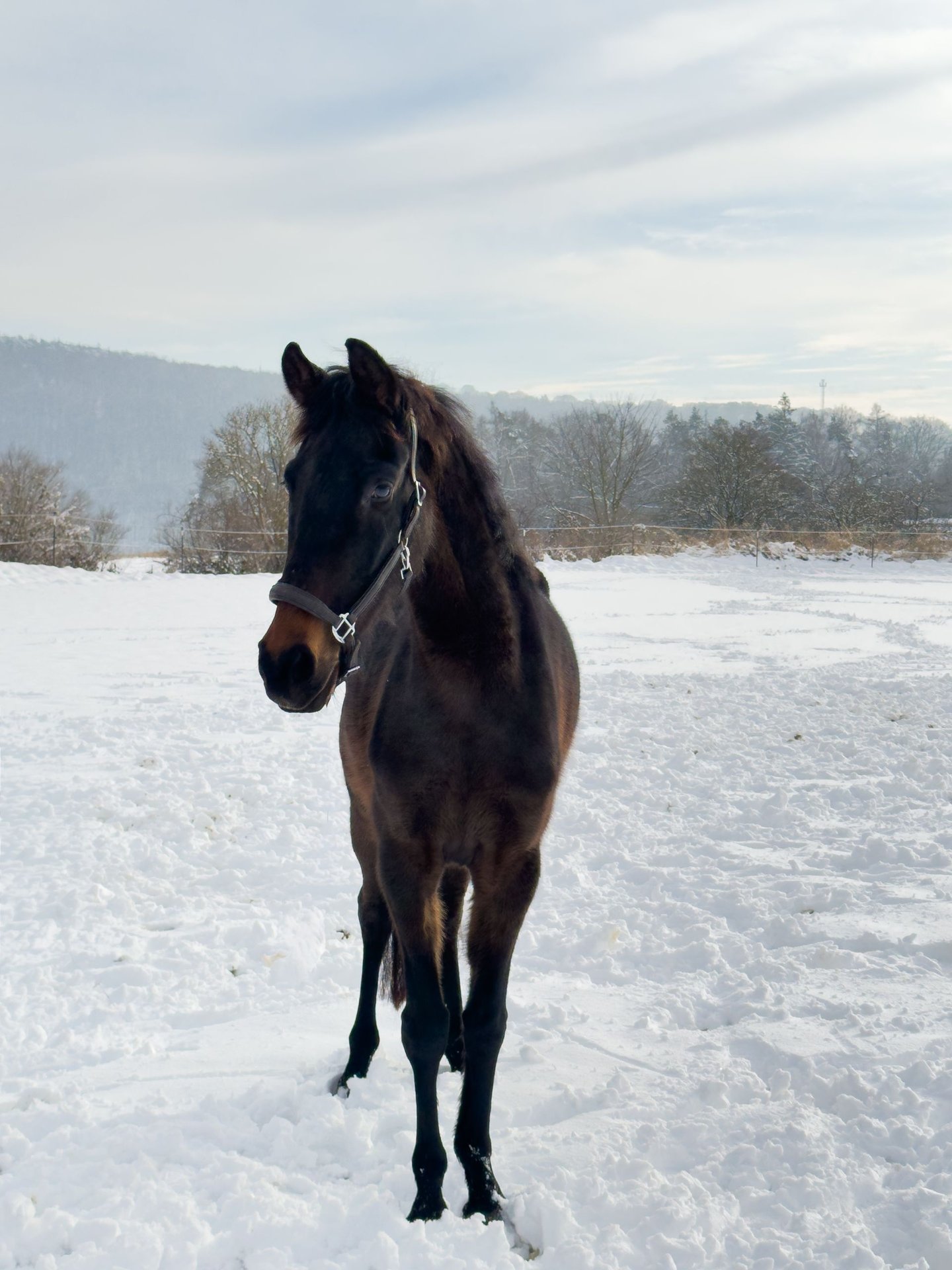 Oldenburg Mare 4 years Bay-Dark in Fuldabrück
