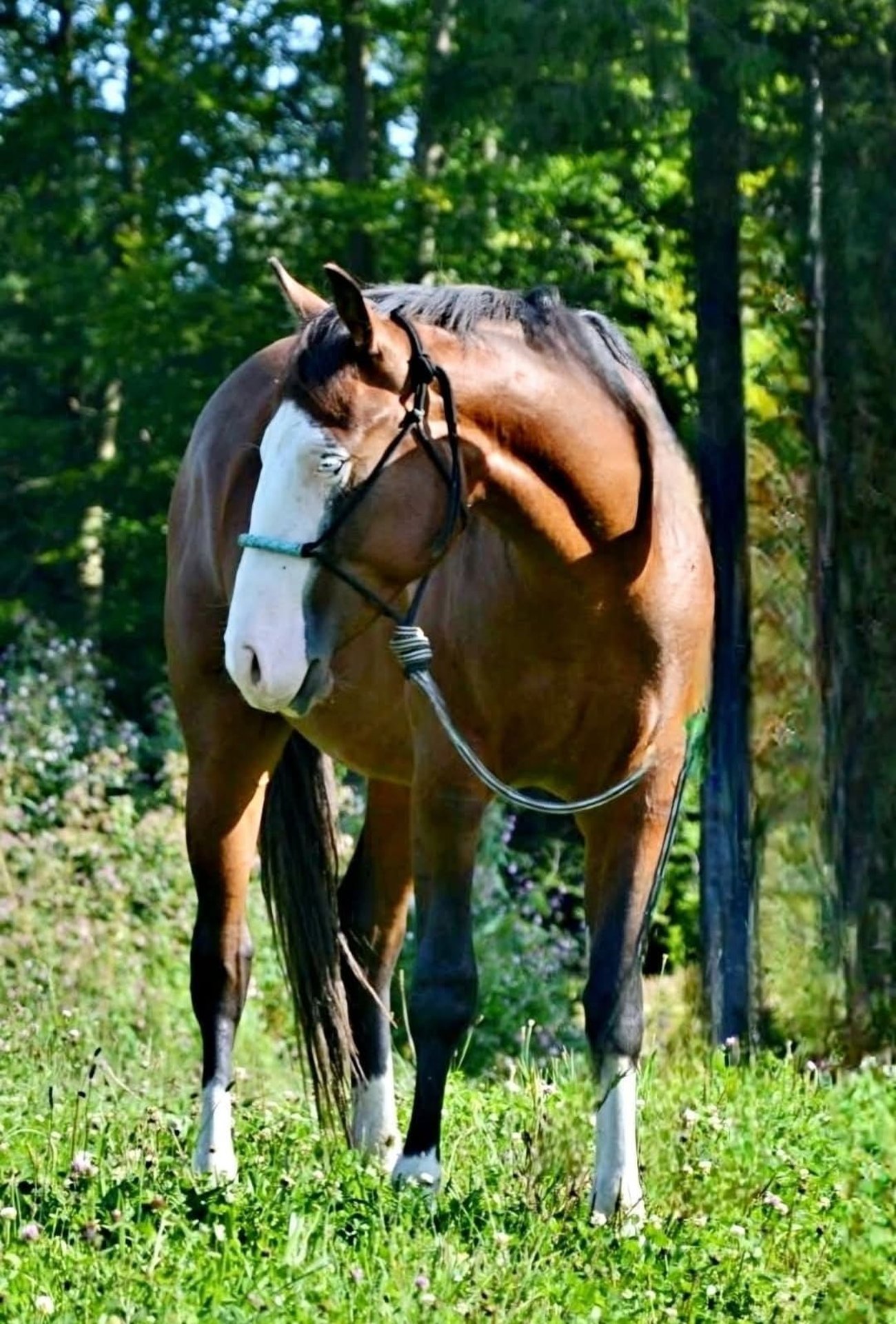 American Quarter Horse Hengst 3 Jahre 155 cm Brauner in Halfing